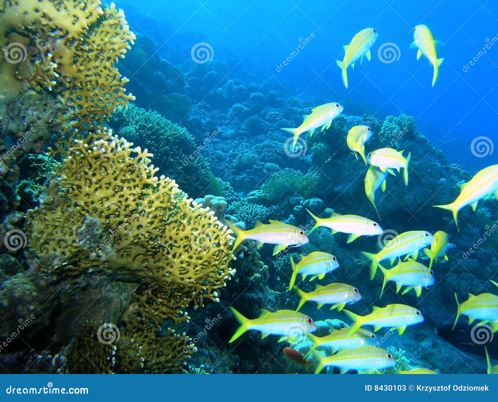 Shoal of fish stock image. Image of underwater, wild, clear - 8430103