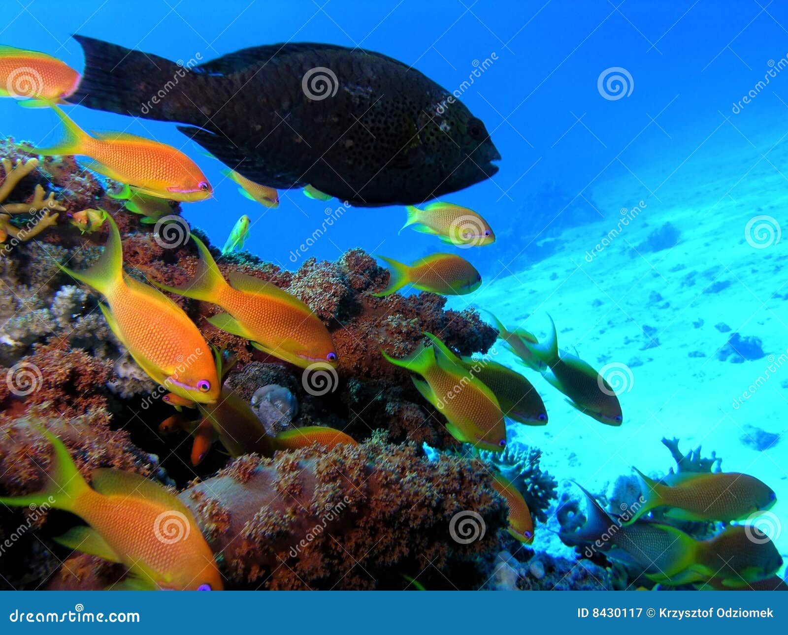Shoal of fish stock image. Image of animal, underwater - 8430117