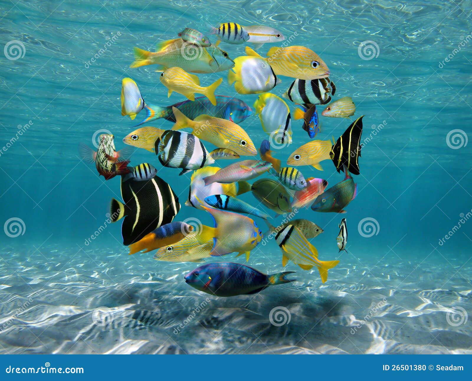 Shoal of Fish Above a Sandy Seabed Stock Photo - Image of fish, ripples ...