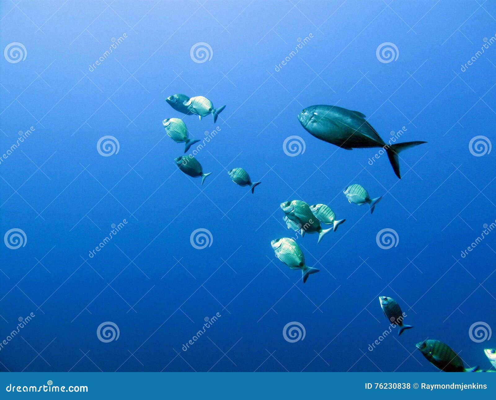 A shoal of fish stock photo. Image of diving, mediterranean - 76230838