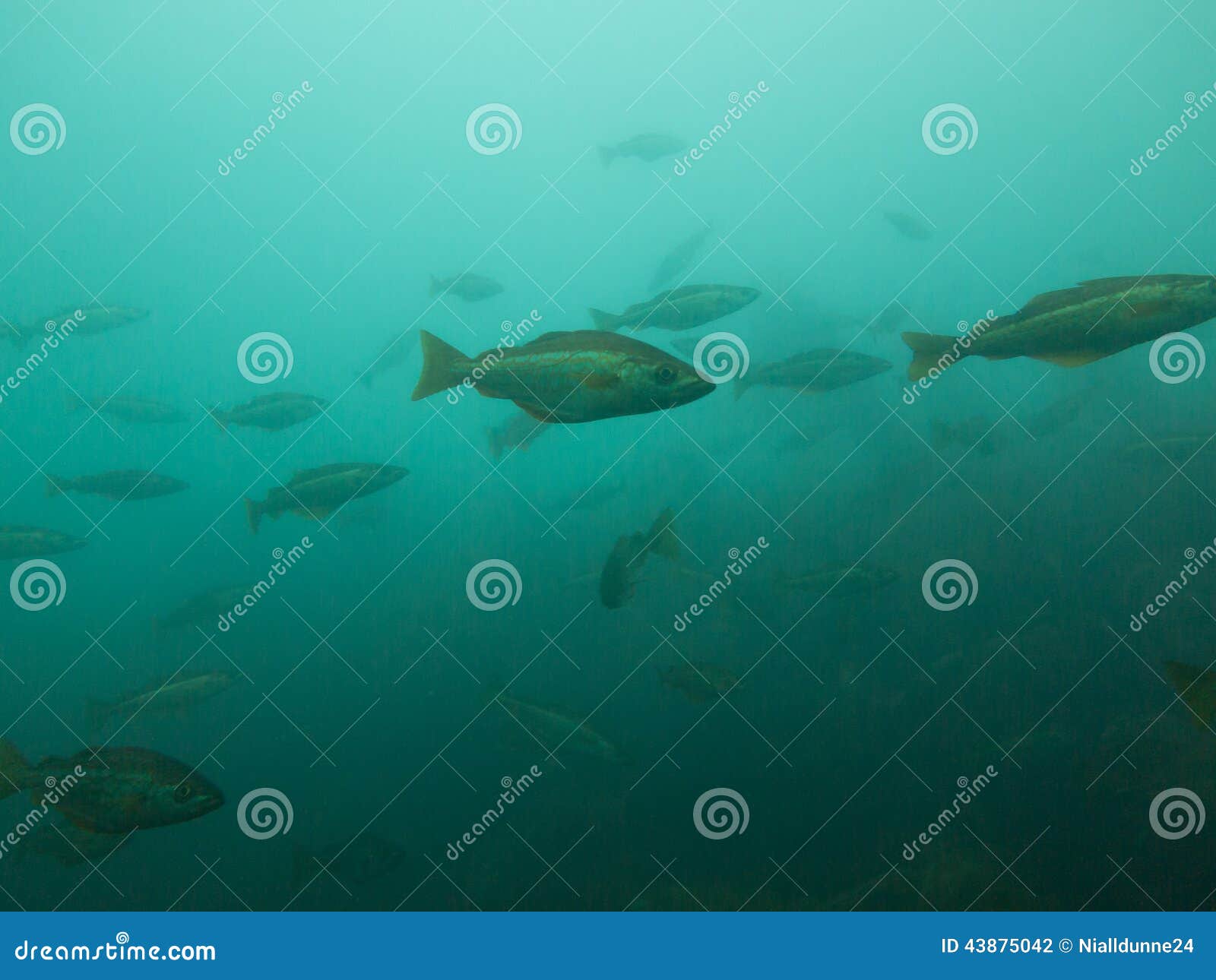 A Shoal of Fish, Atlantic Ocean, Ireland Stock Photo - Image of ocean ...