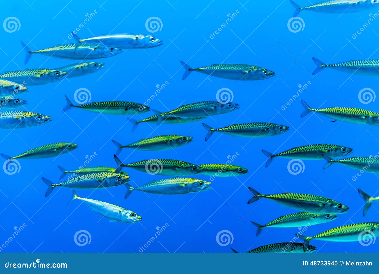 Shoal of Fish stock photo. Image of pattern, life, light - 48733940