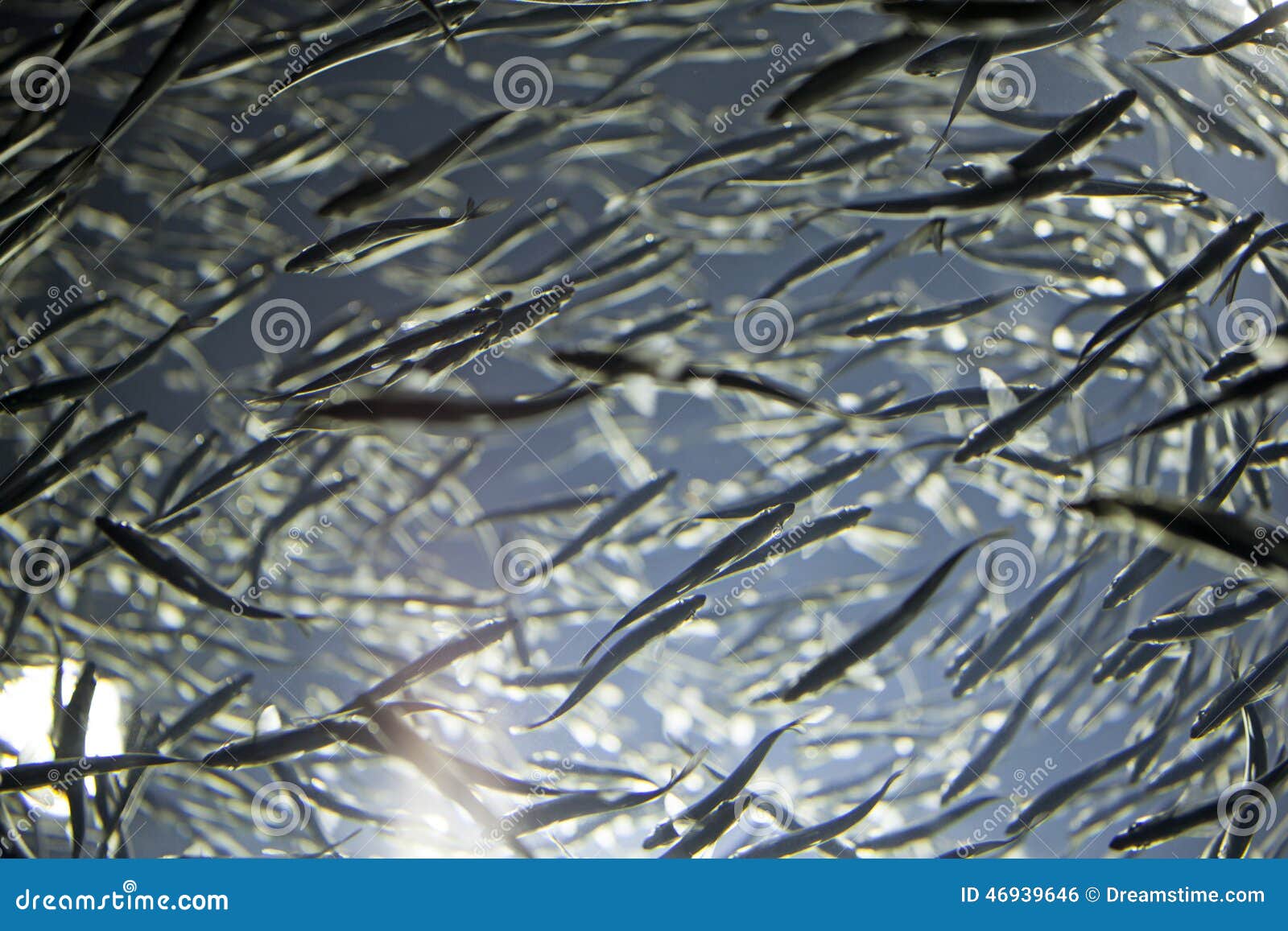 Shoal of fish stock photo. Image of silver, underwater - 46939646