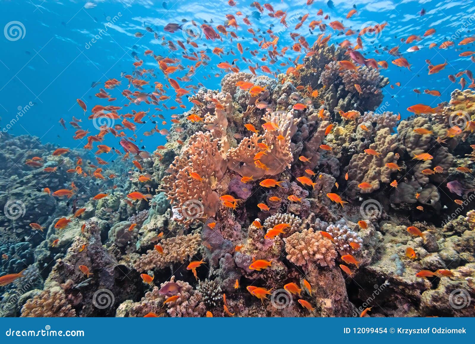 Shoal Fish on the Coral Reef Stock Photo - Image of life, shoal: 12099454