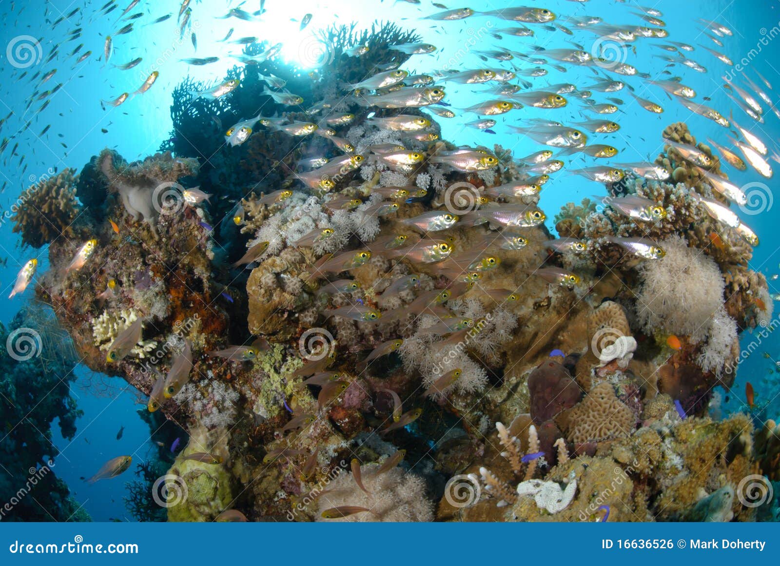 Shoal of Fish and Coral Reef Stock Photo - Image of wide, beauty: 16636526