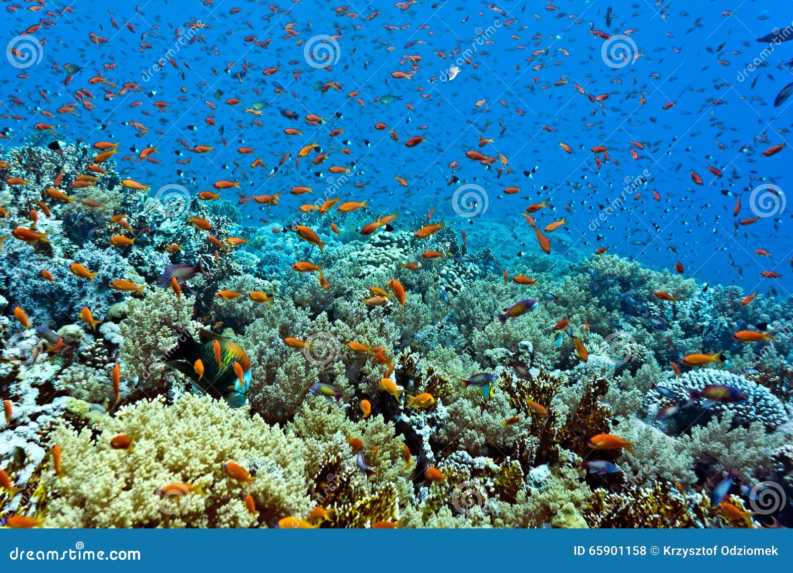Shoal of Fish on the Coral Reef Stock Photo - Image of anthias, reef ...