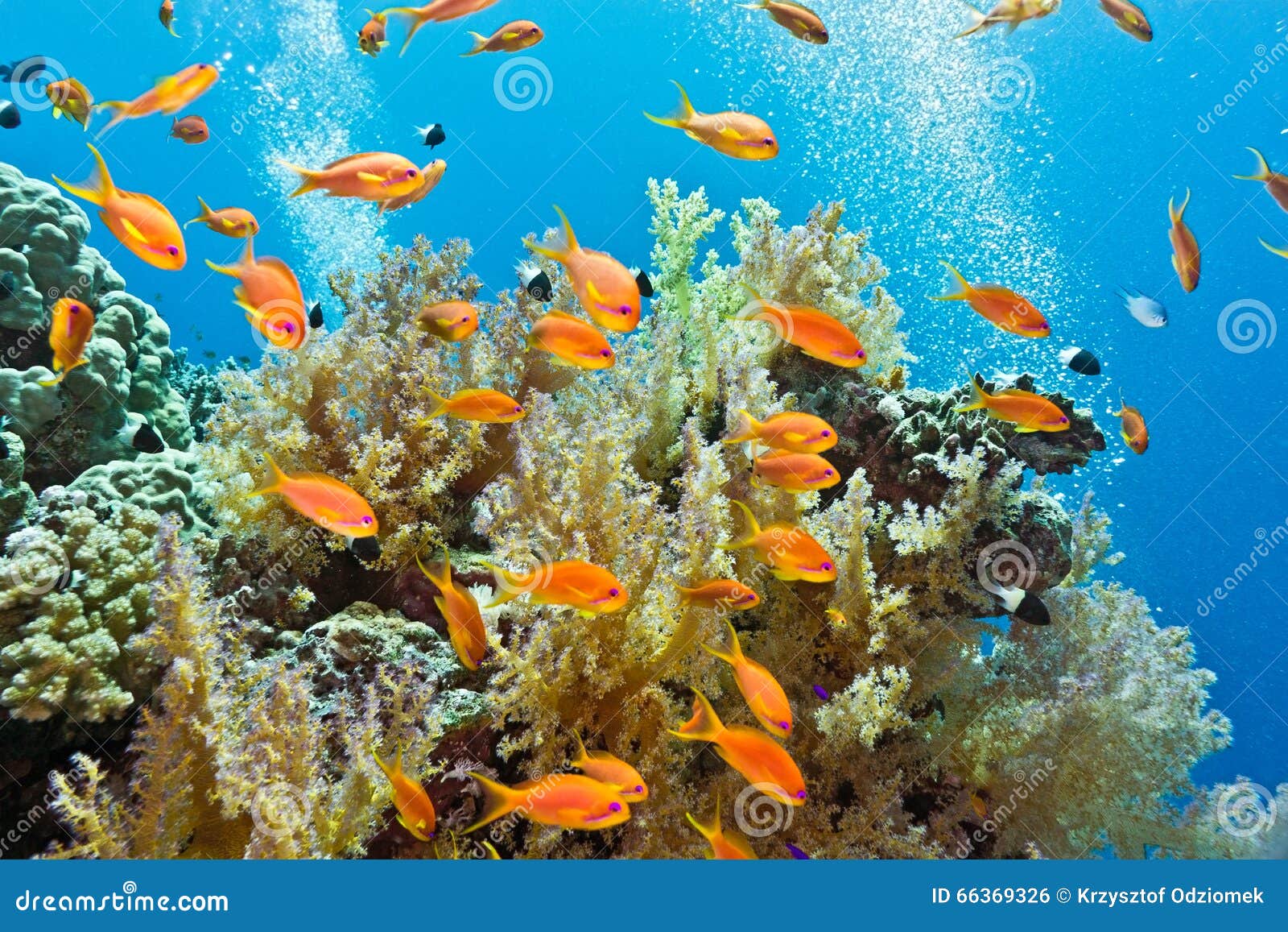 Shoal of Fish on the Coral Reef Stock Photo - Image of shoal, wildlife ...
