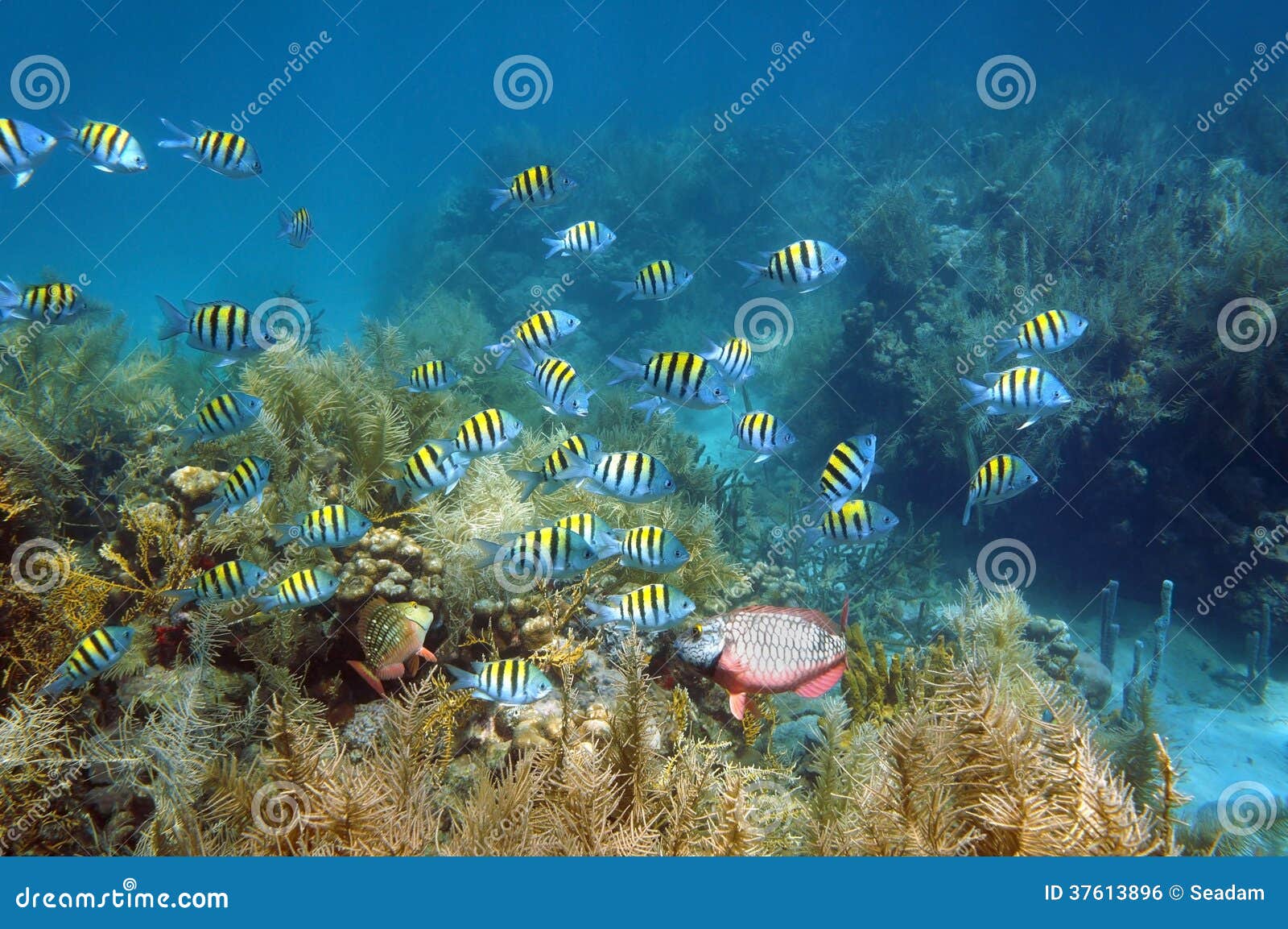 Shoal of Fish in a Coral Reef Seabed Stock Photo - Image of france ...