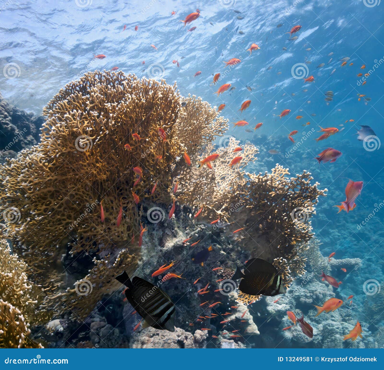 Shoal of Fish on the Fire Coral Stock Image - Image of butterfly ...