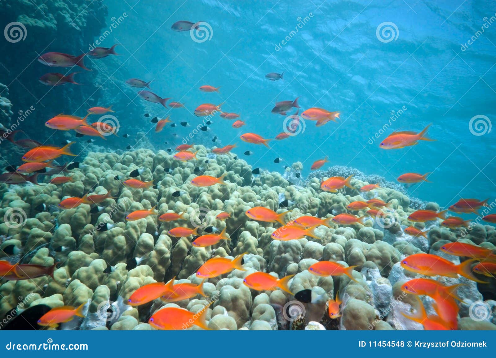Shoal fish on the reef stock photo. Image of scalefin - 11454548