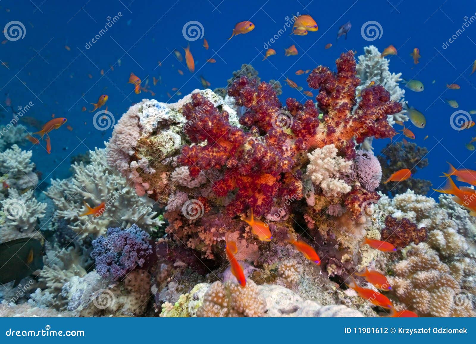 Shoal fish on the reef stock photo. Image of transparent - 11901612
