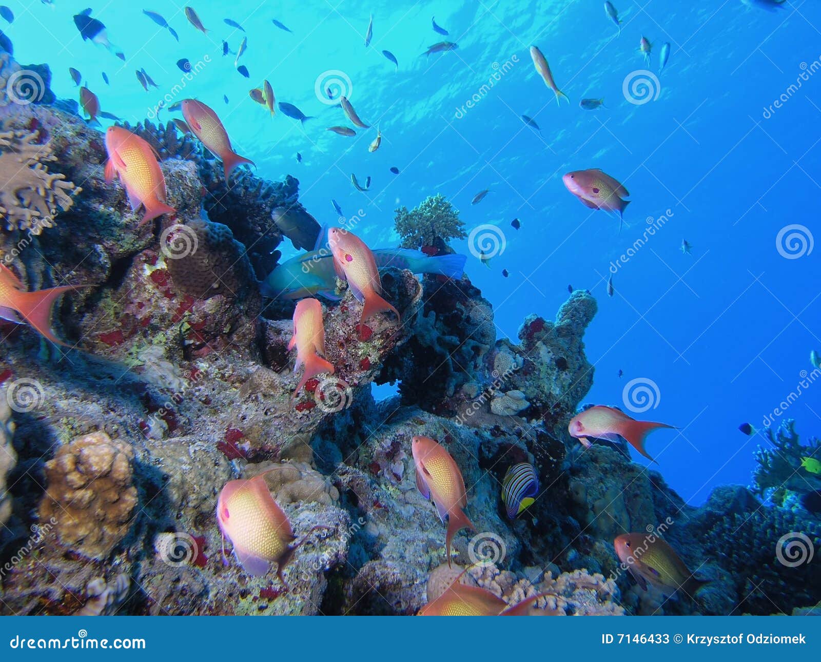 Shoal of fish on the reef stock image. Image of shoal - 7146433
