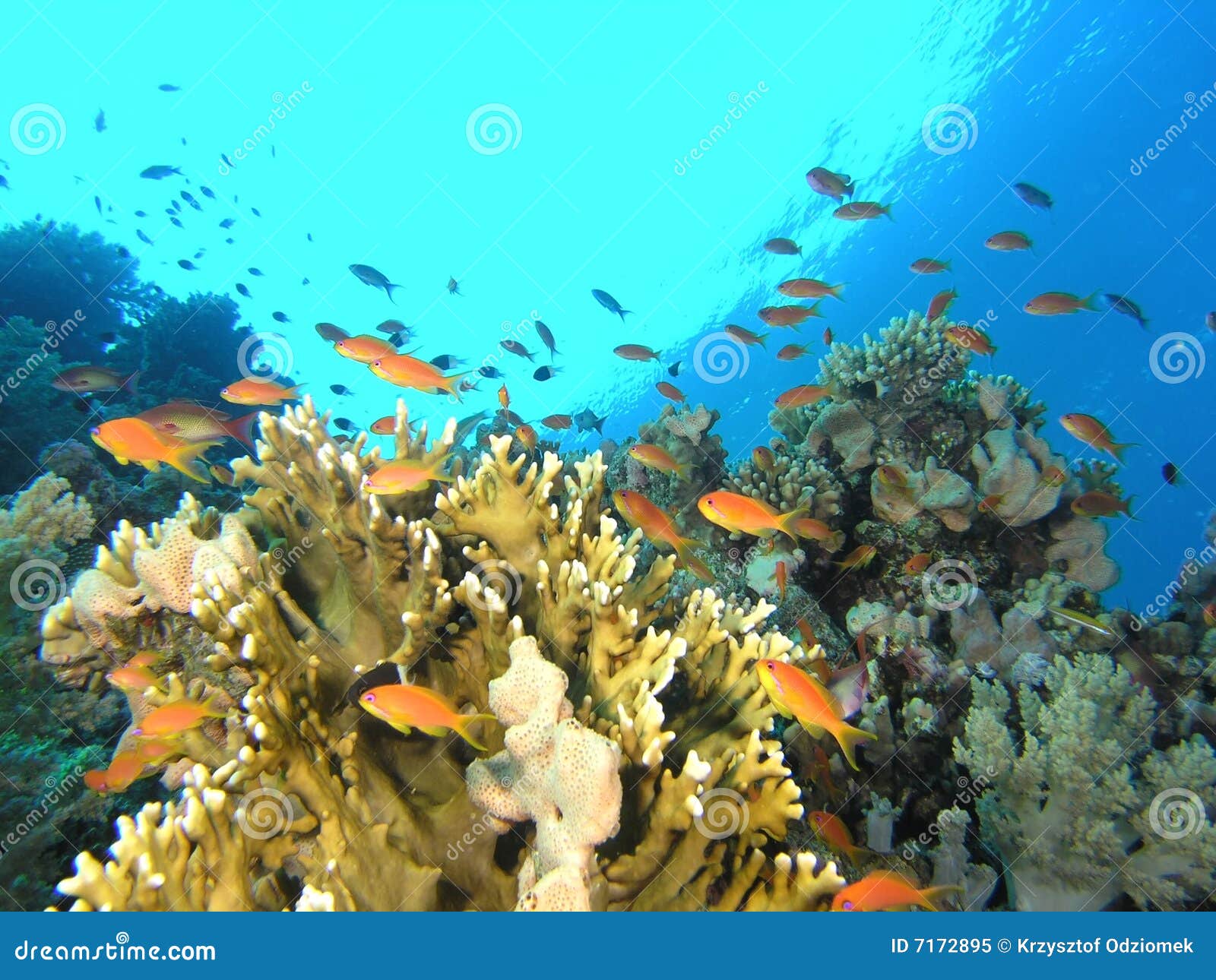 Shoal of fish on the reef stock image. Image of animal - 7172895