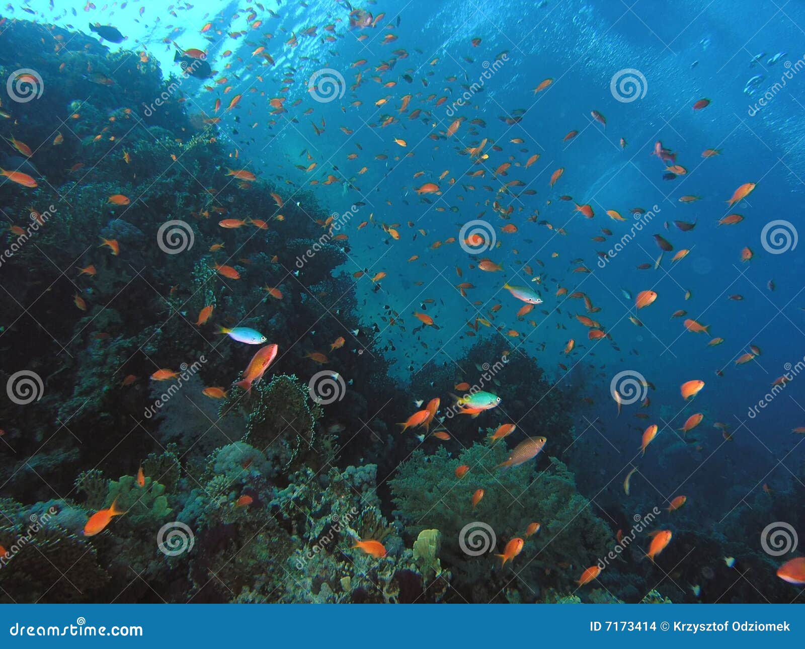 Shoal of fish on the reef stock photo. Image of blackspotted - 7173414