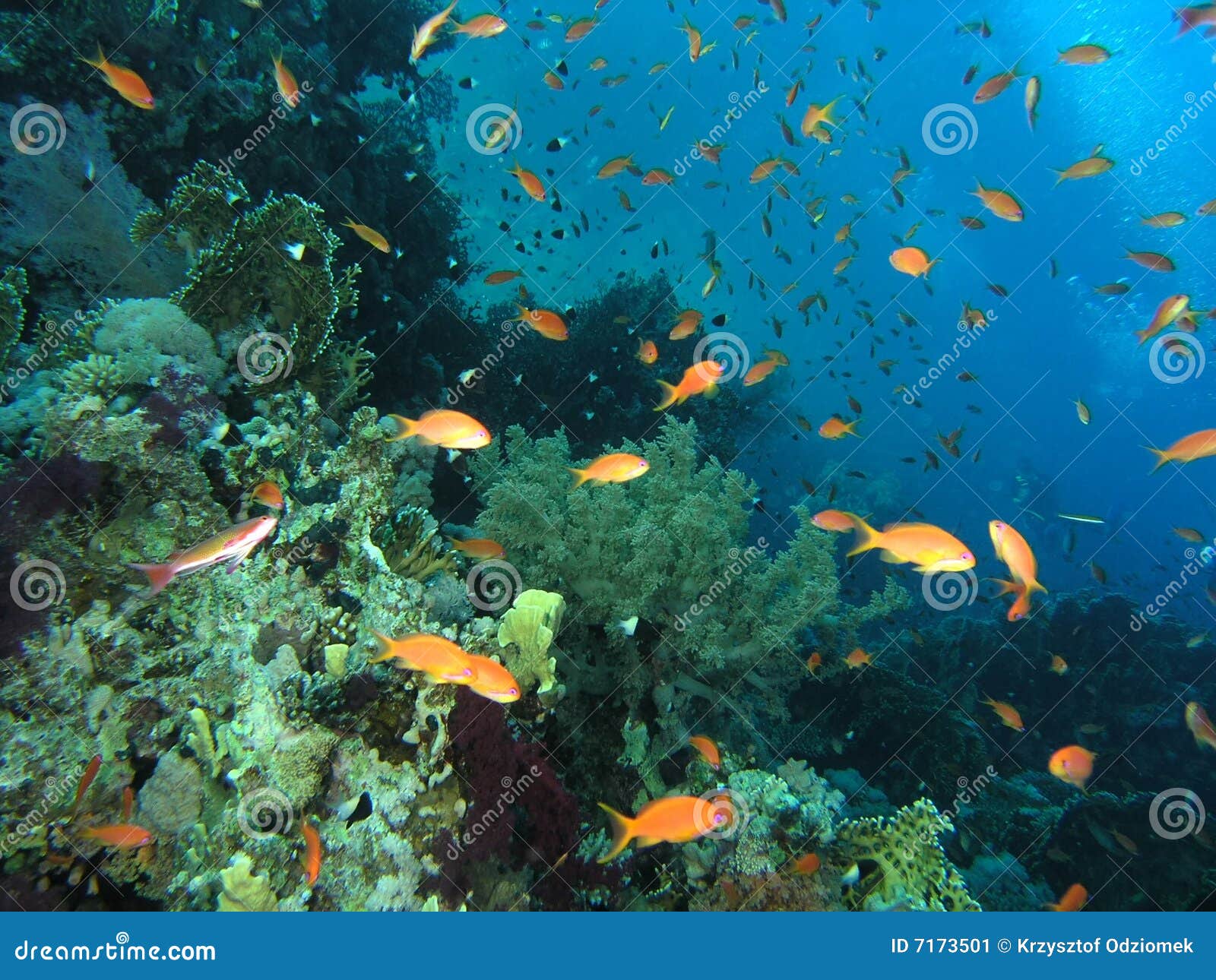 Shoal of fish on the reef stock image. Image of grunt - 7173501