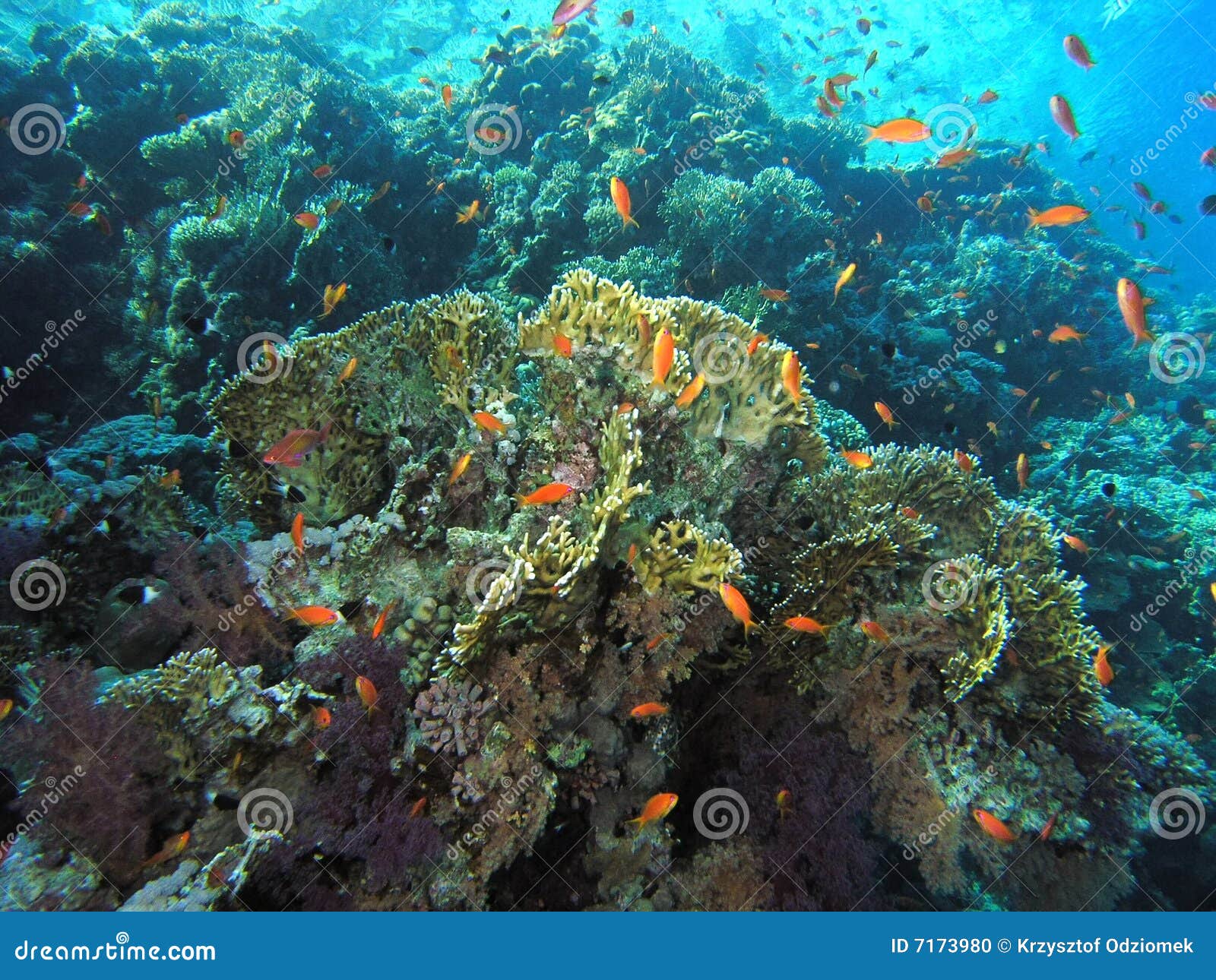 Shoal of fish on the reef stock photo. Image of shoal - 7173980