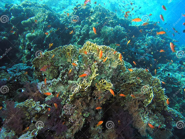 Shoal of fish on the reef stock photo. Image of shoal - 7173980