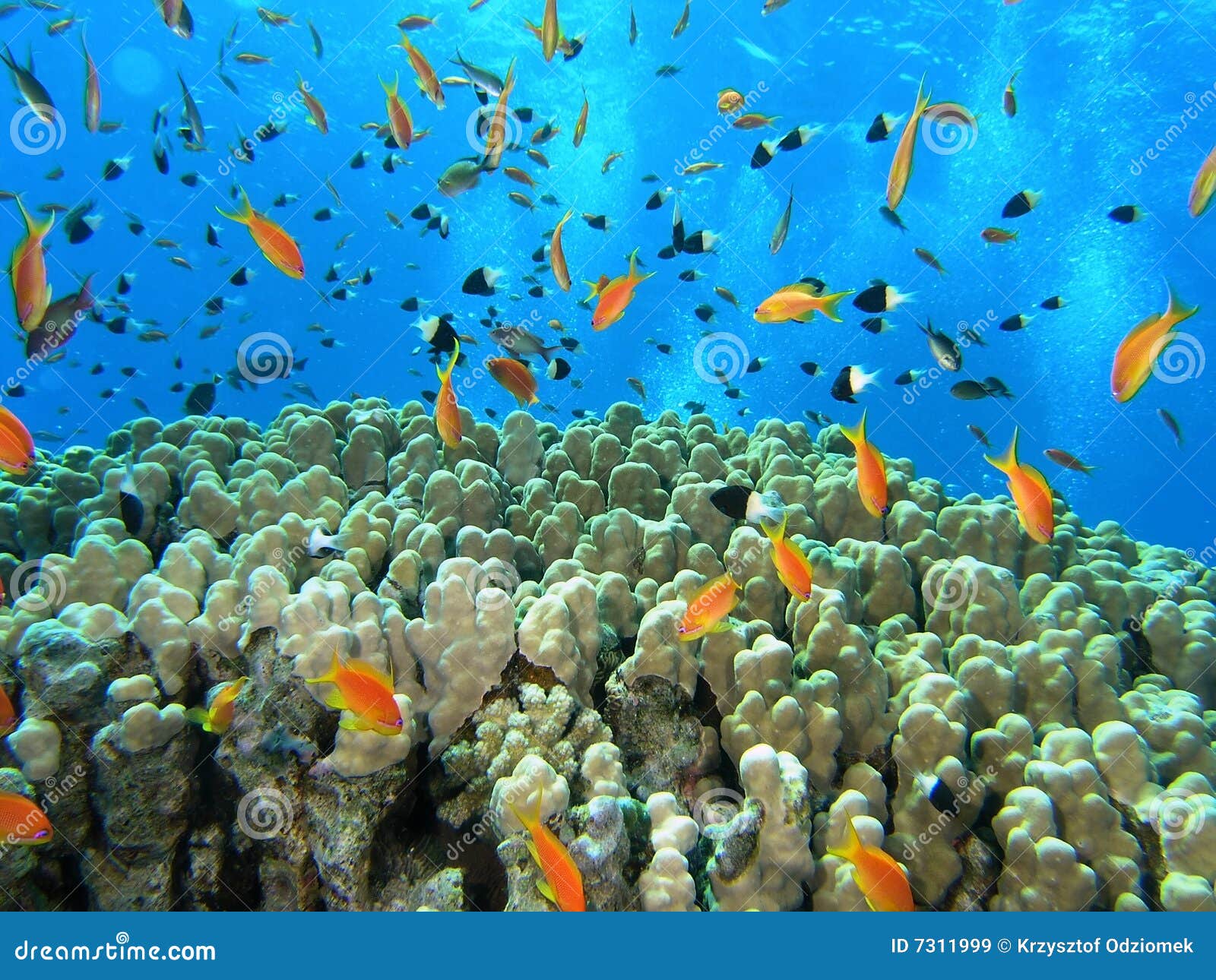 Shoal of fish on the reef stock image. Image of grunt - 7311999