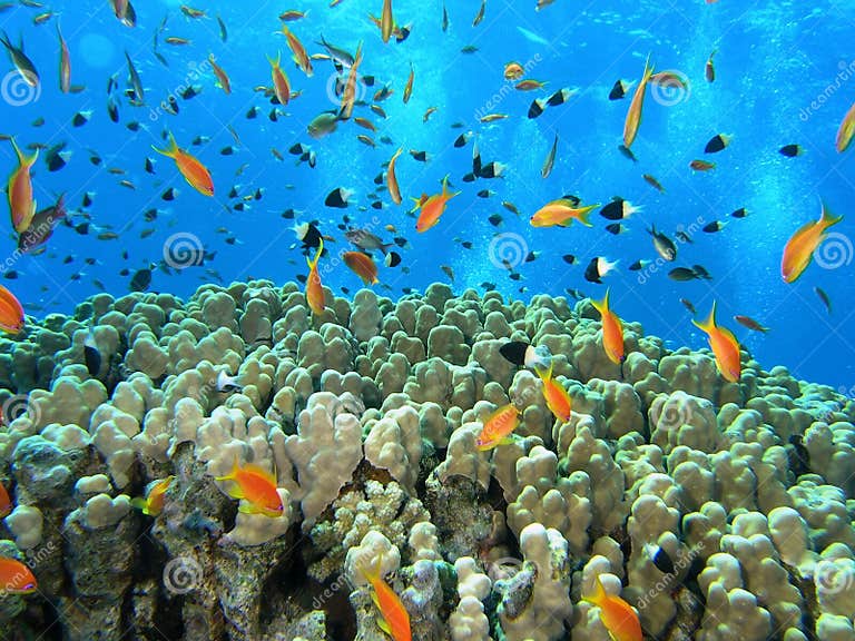 Shoal of fish on the reef stock image. Image of grunt - 7311999