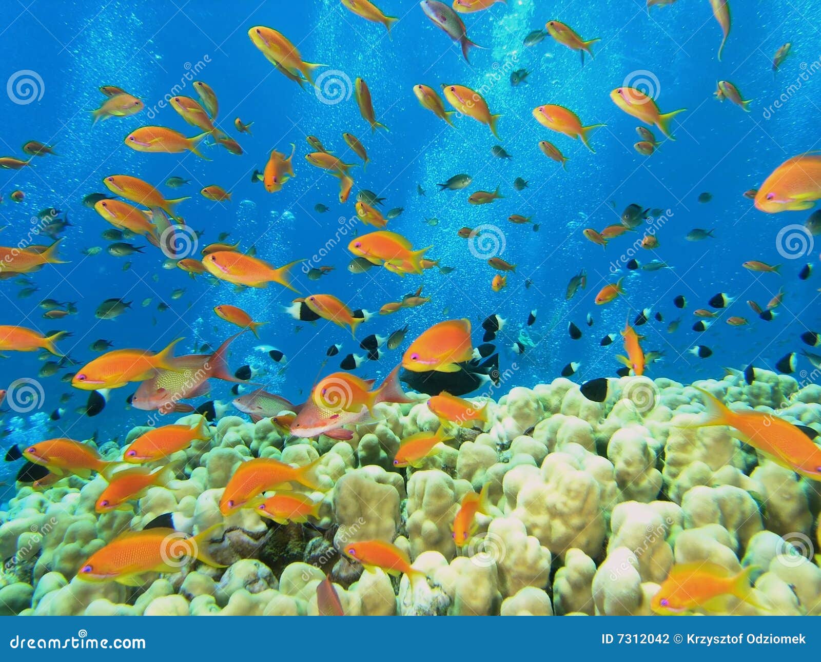 Shoal of fish on the reef stock photo. Image of reef, plants - 7312042