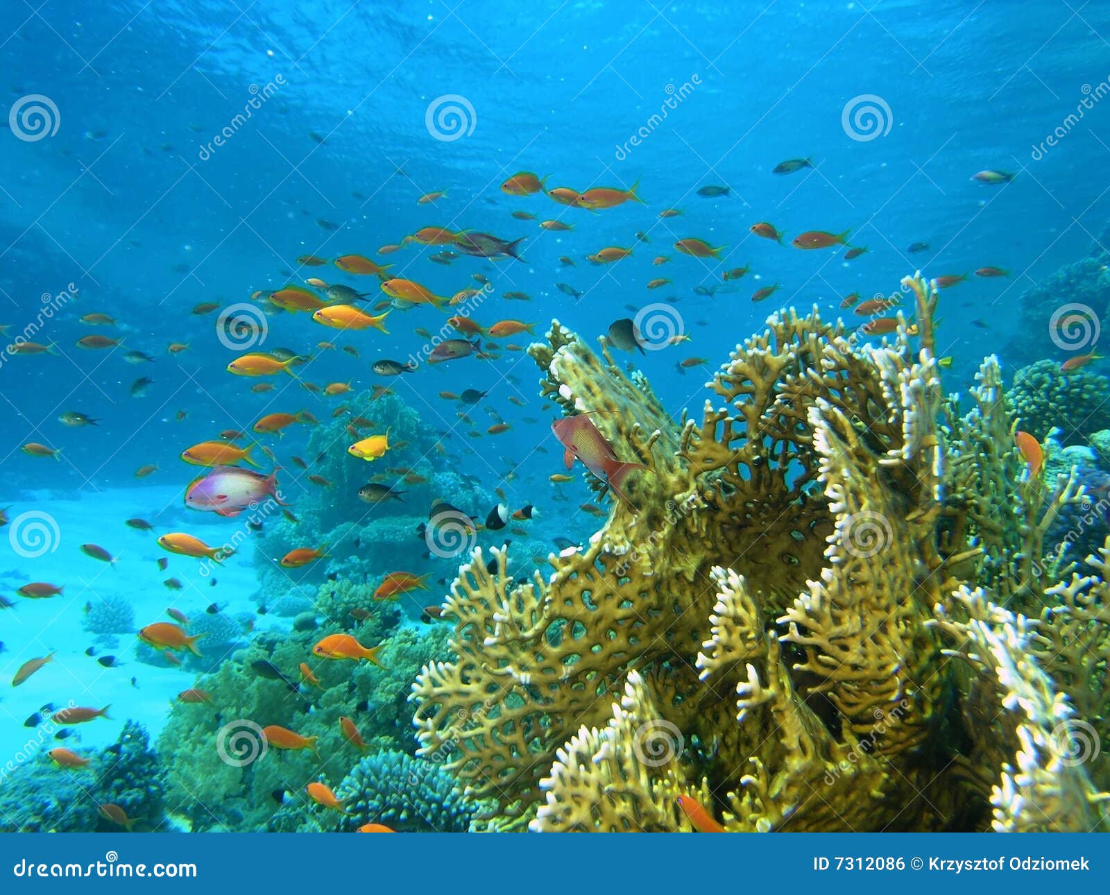 Shoal of fish on the reef stock photo. Image of unicornfish - 7312086