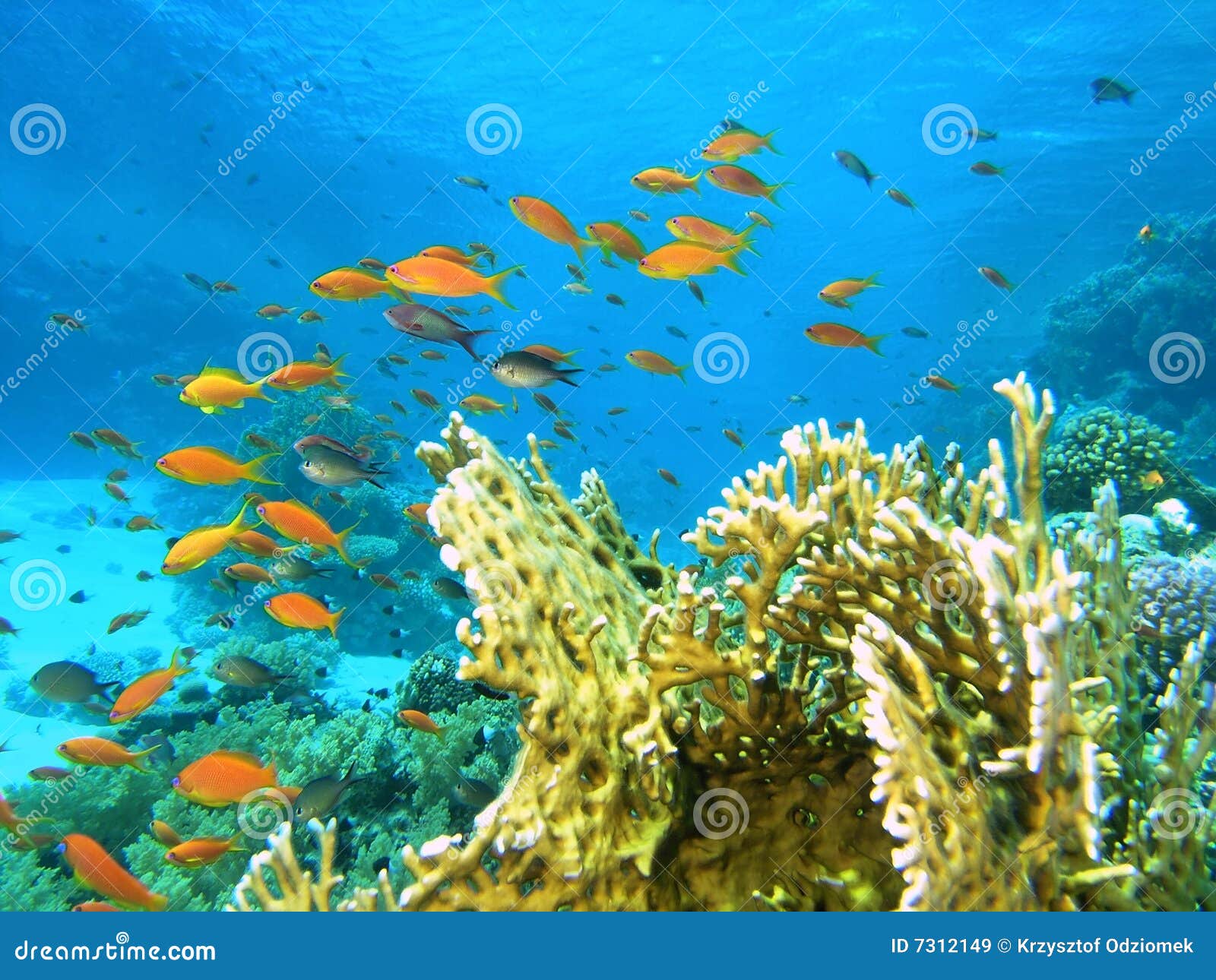 Shoal of fish on the reef stock image. Image of dive, wildlife - 7312149