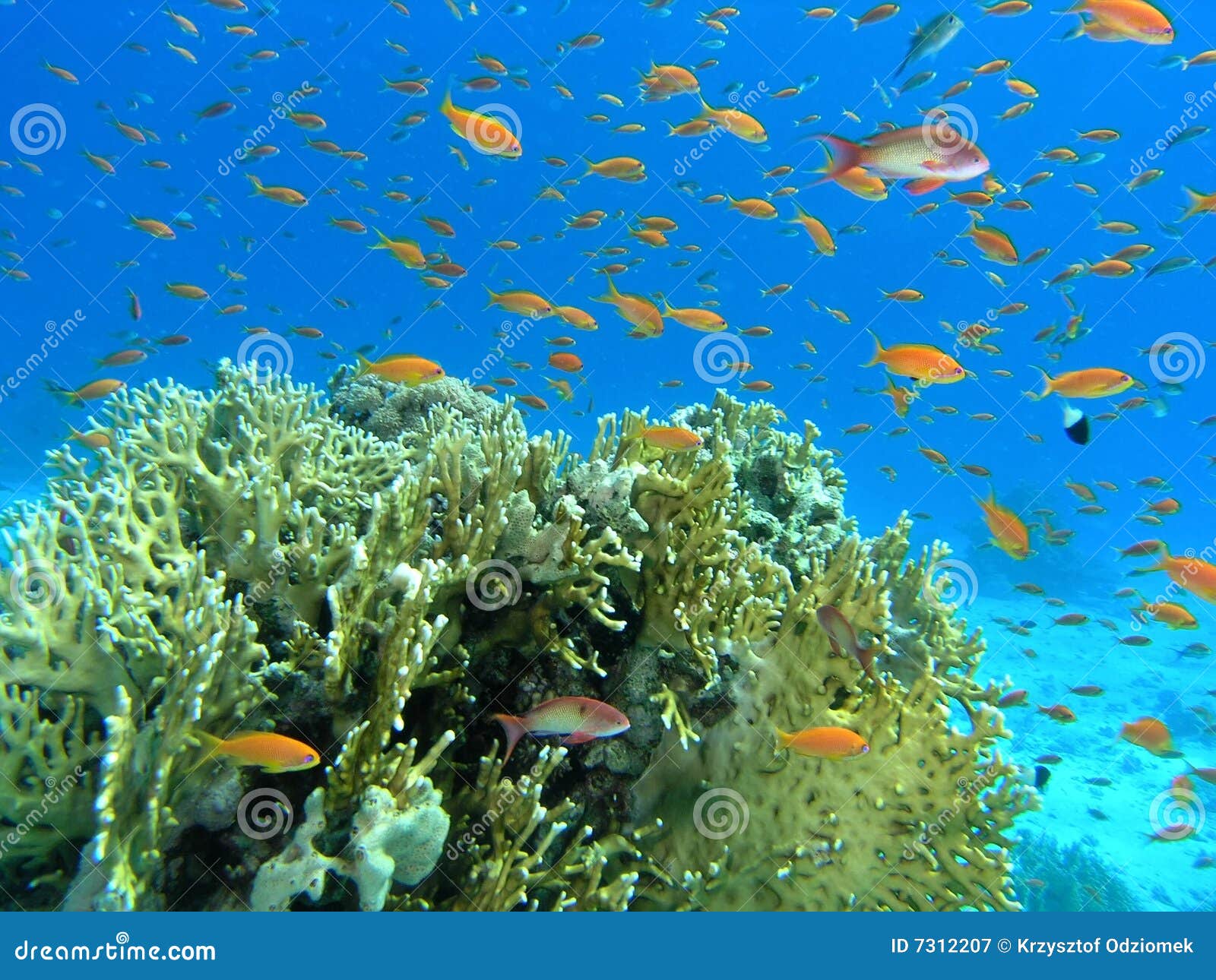Shoal of fish on the reef stock image. Image of life, reflection - 7312207