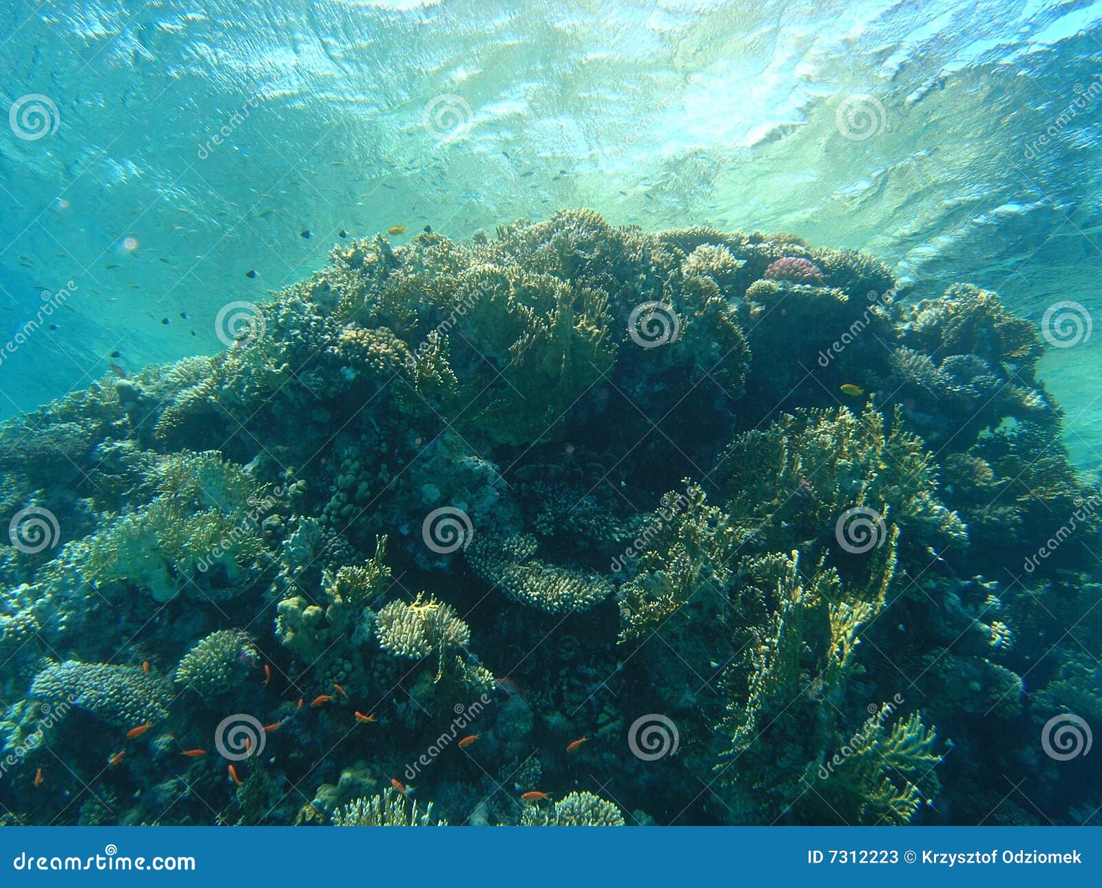 Shoal of fish on the reef stock image. Image of surface - 7312223