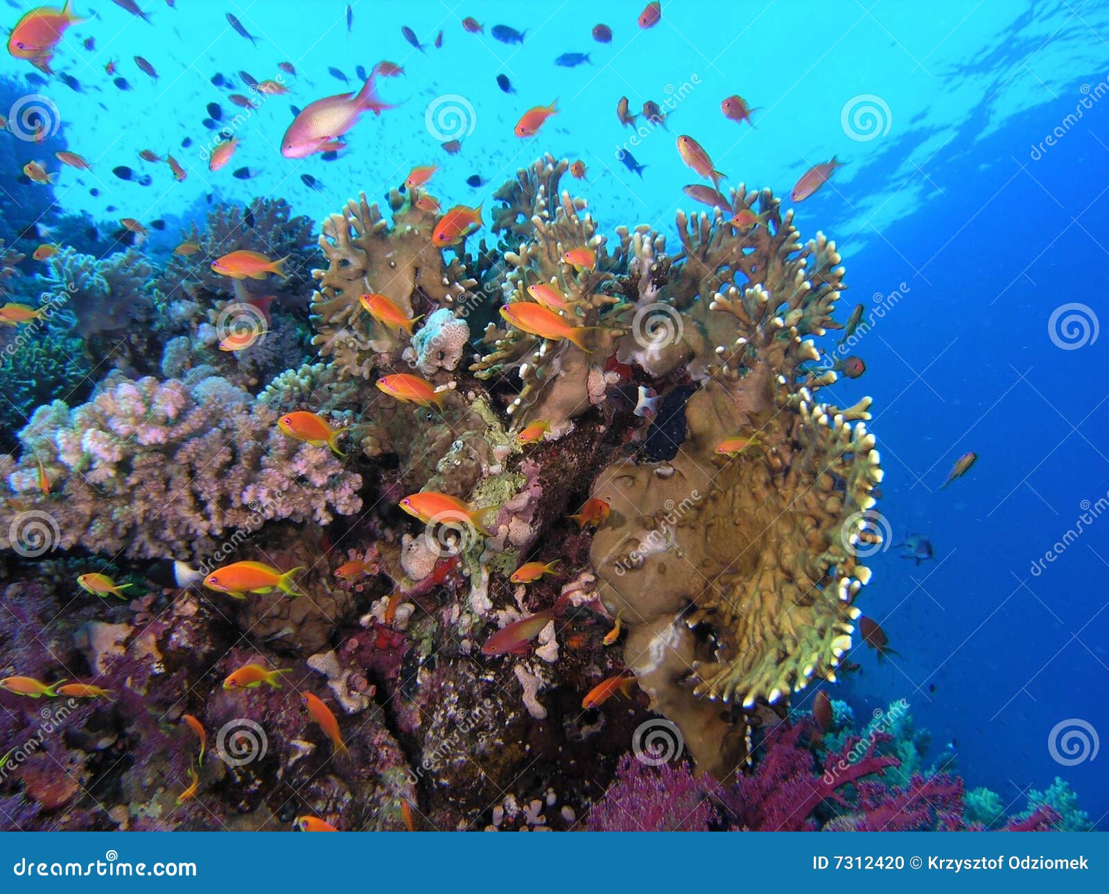 Shoal of fish on the reef stock photo. Image of reflection - 7312420