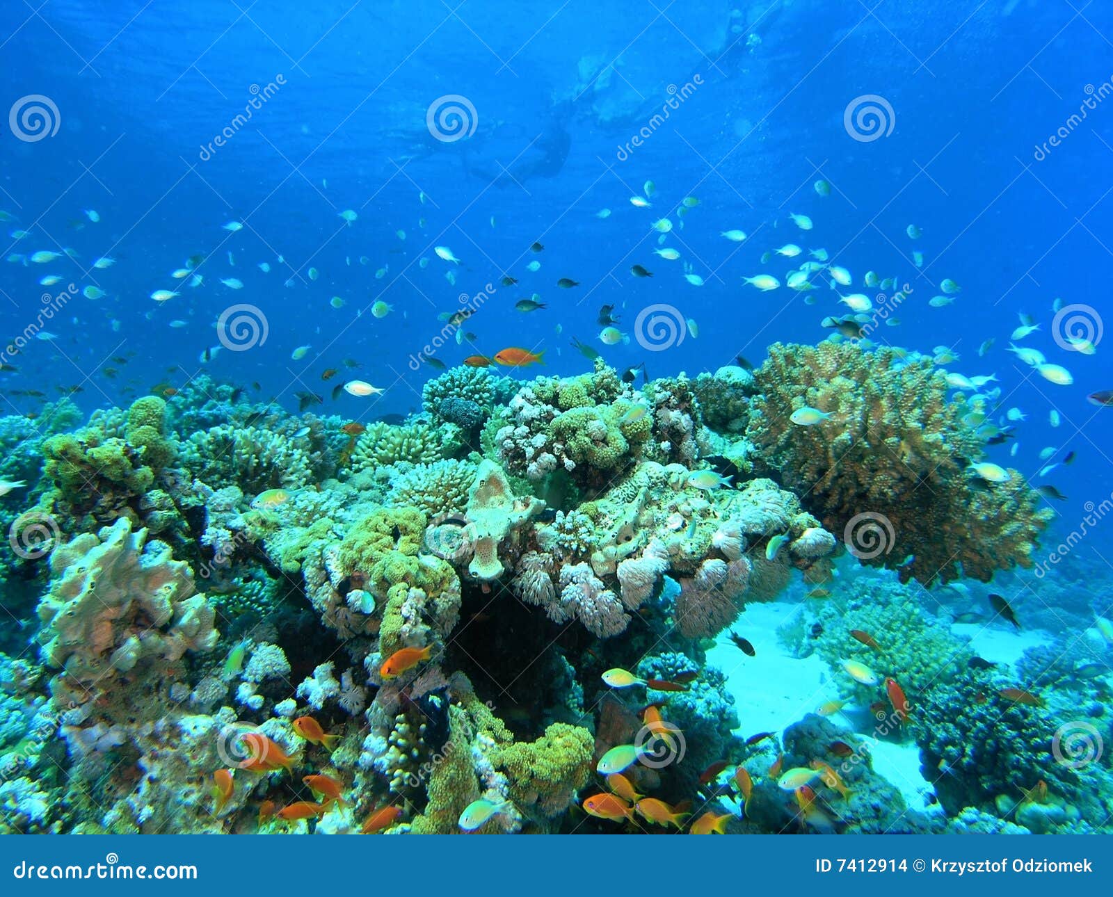 Shoal of fish on the reef stock photo. Image of transparent - 7412914