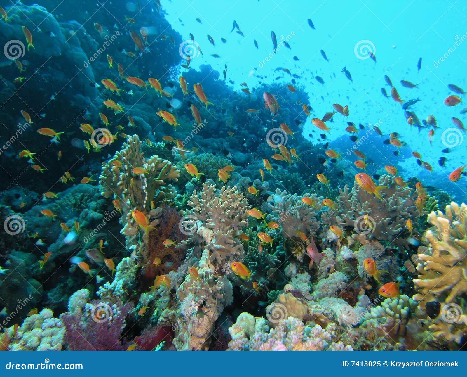 Shoal of fish on the reef stock image. Image of snorkel - 7413025