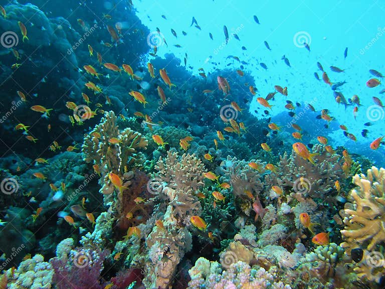 Shoal of fish on the reef stock image. Image of snorkel - 7413025