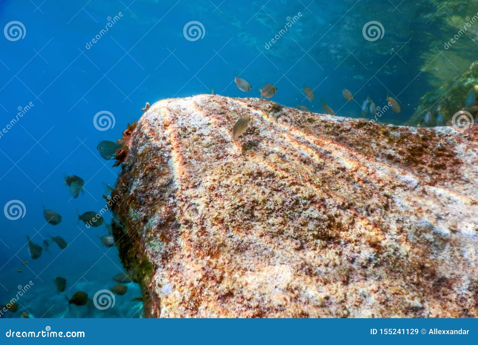 Shoal of Fish with Rock Below Water Surface Underwater Stock Image ...