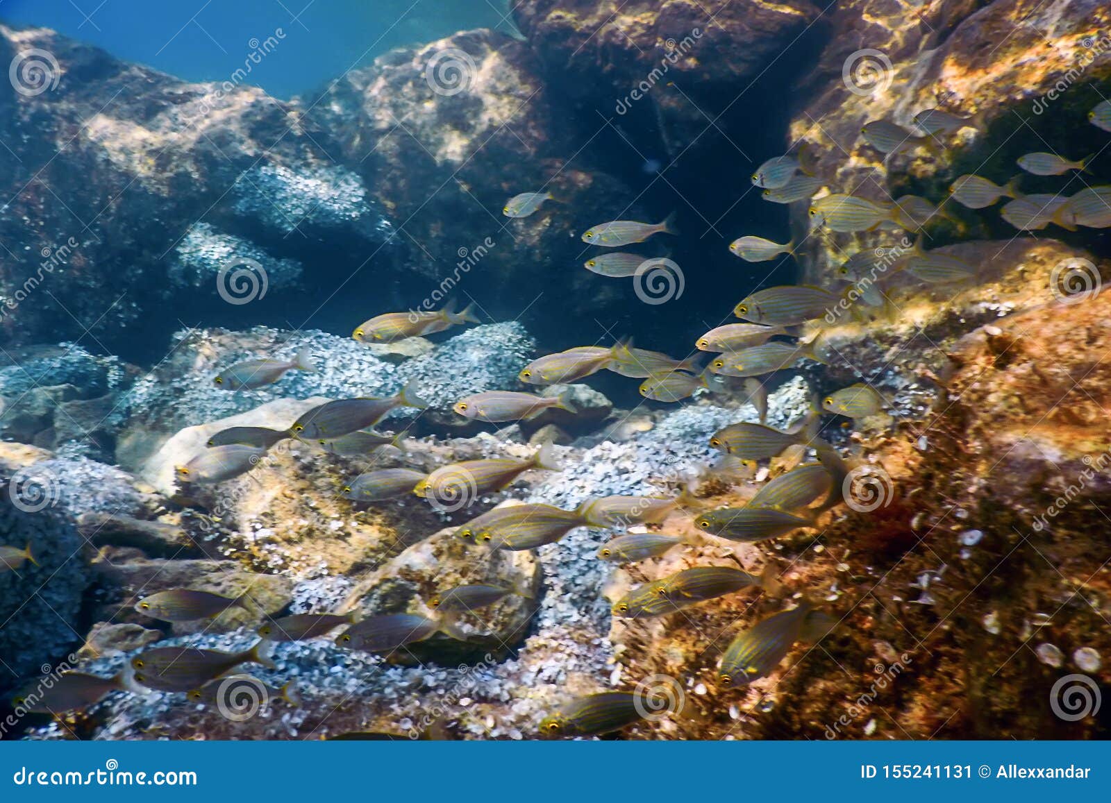 Shoal of Fish with Rock Below Water Surface Underwater Stock Image ...