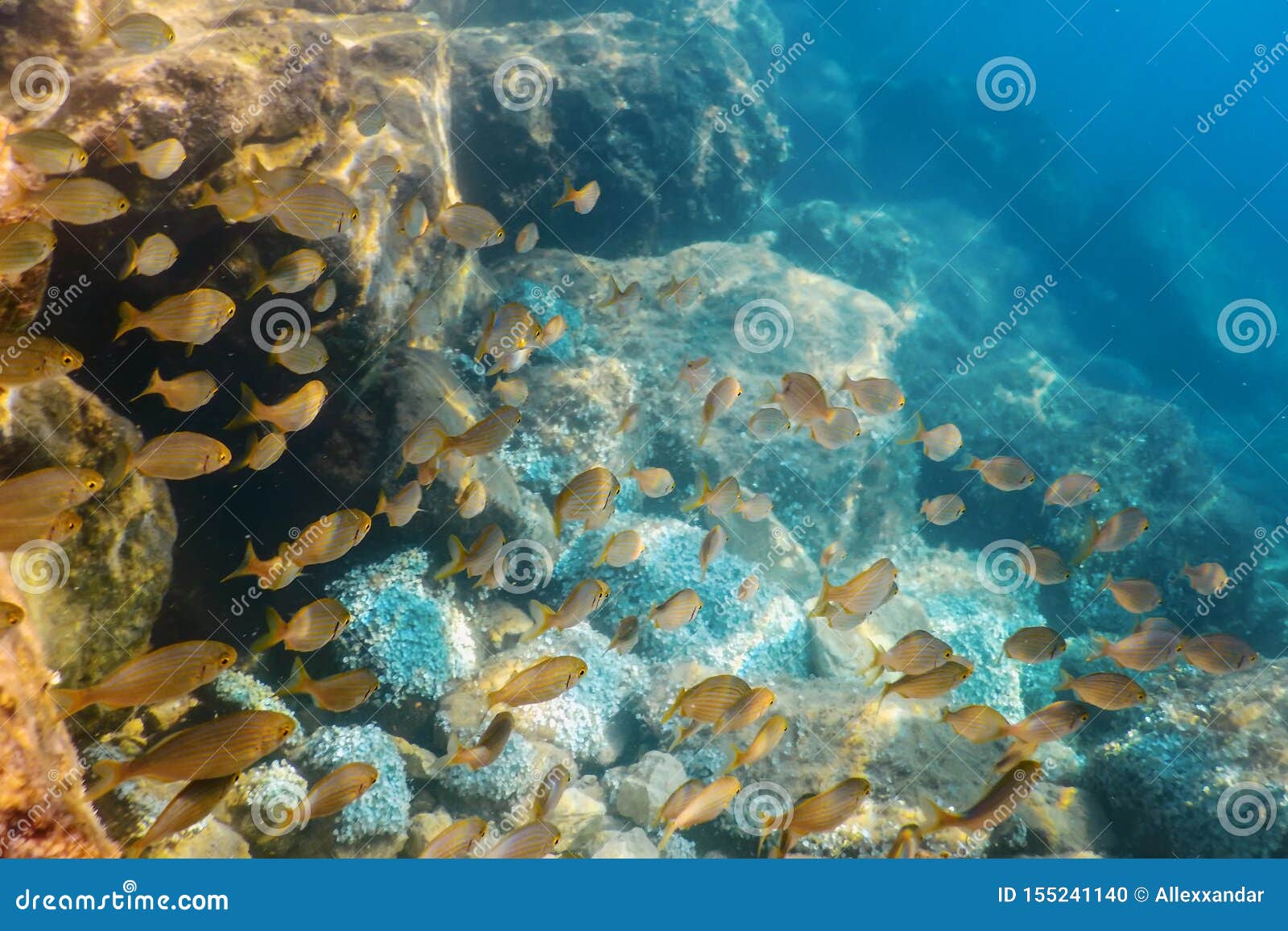 Shoal of Fish with Rock Below Water Surface Underwater Stock Photo ...