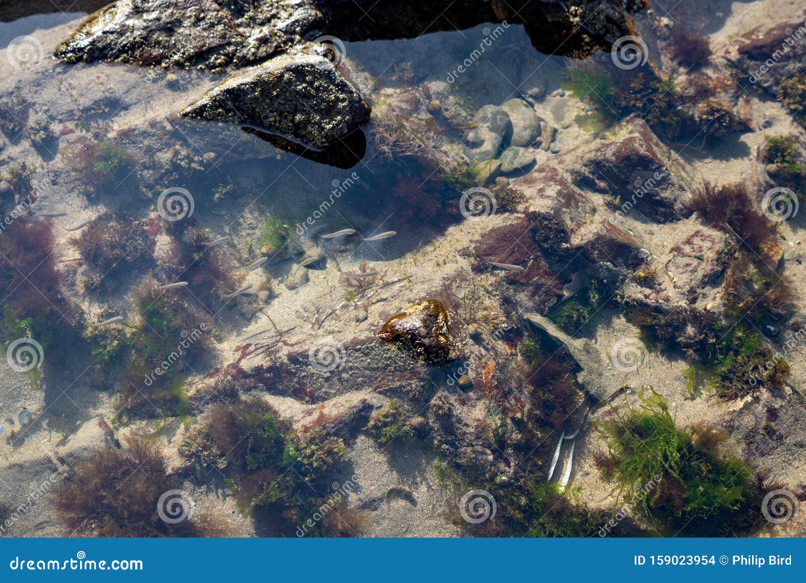 Shoal of Fish in a Rock Pool in Broad Haven Pembrokeshire Stock Photo ...