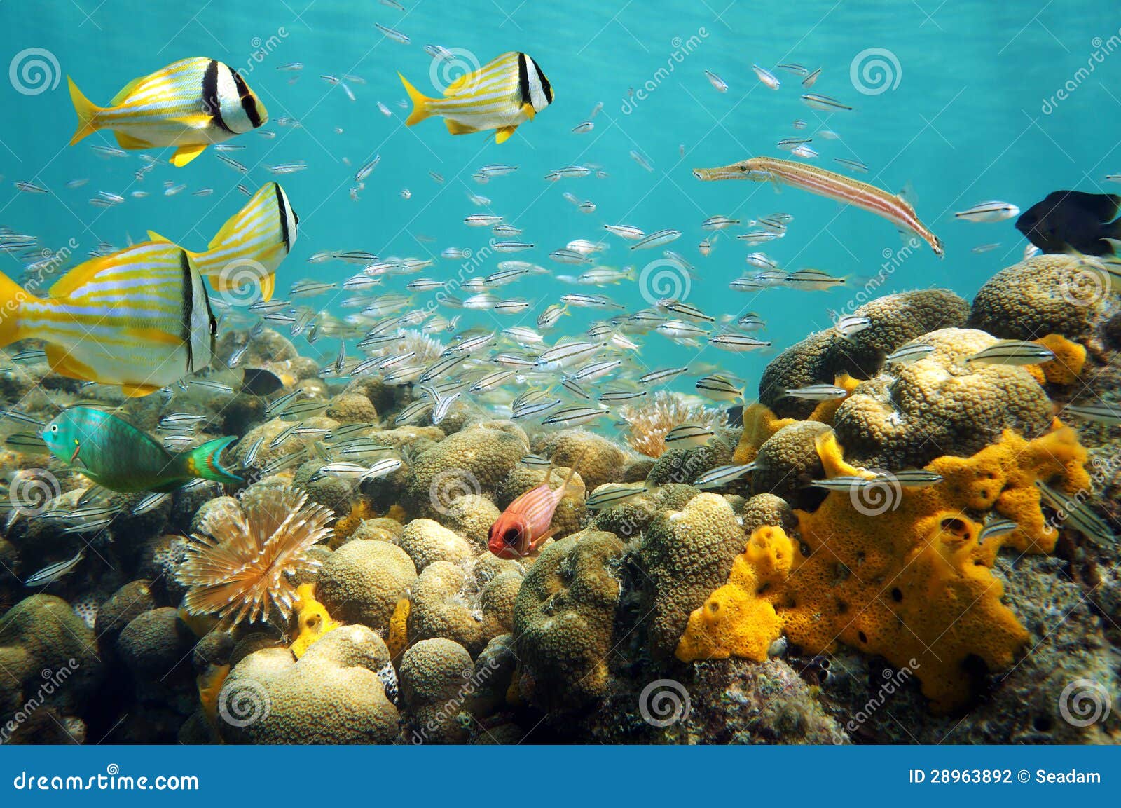 Shoal of Fish in a Shallow Coral Reef Stock Photo - Image of colors ...