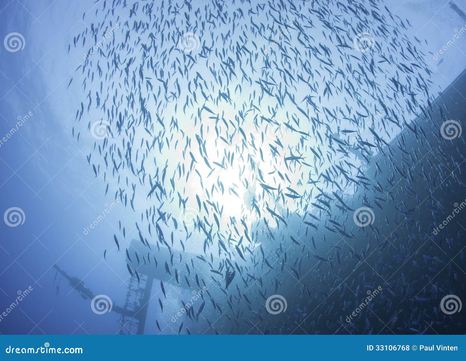 Shoal of fish in the sun stock photo. Image of undersea - 33106768