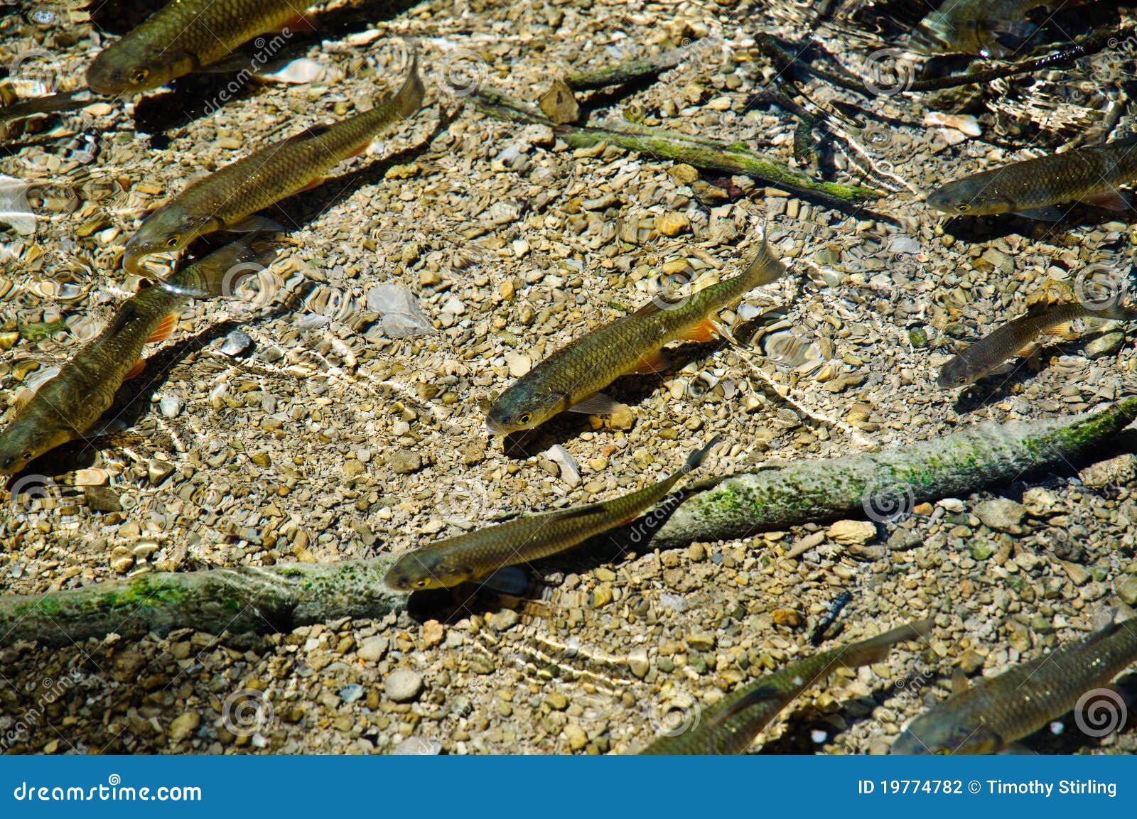 Shoal of fish swimming stock photo. Image of animal, freshwater - 19774782
