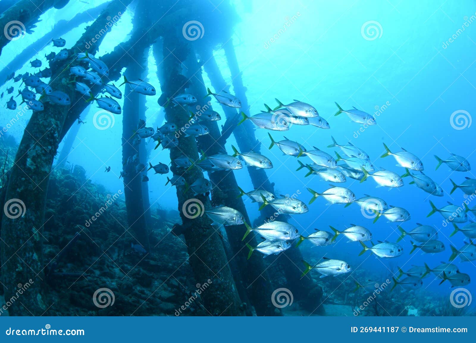 Shoal of Fish Swimming in the Ocean Stock Image - Image of wildlife ...