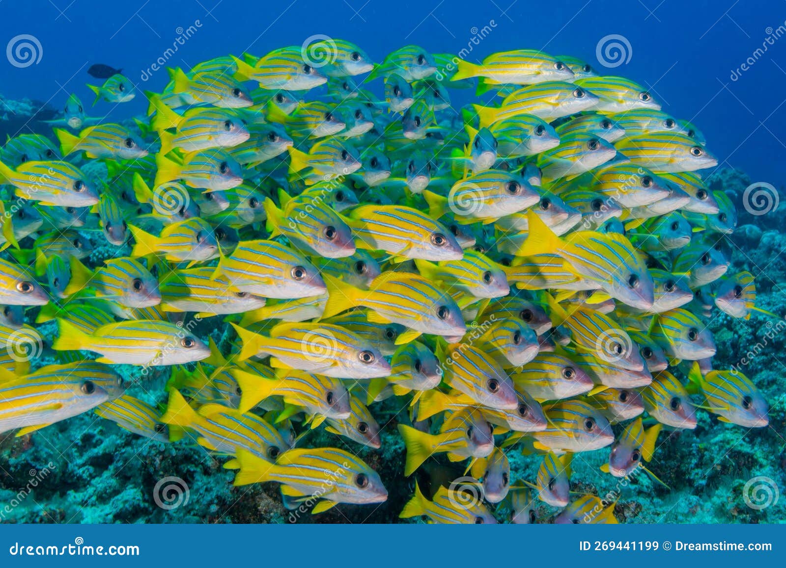 Shoal of Fish Swimming in the Ocean Stock Image - Image of coast ...