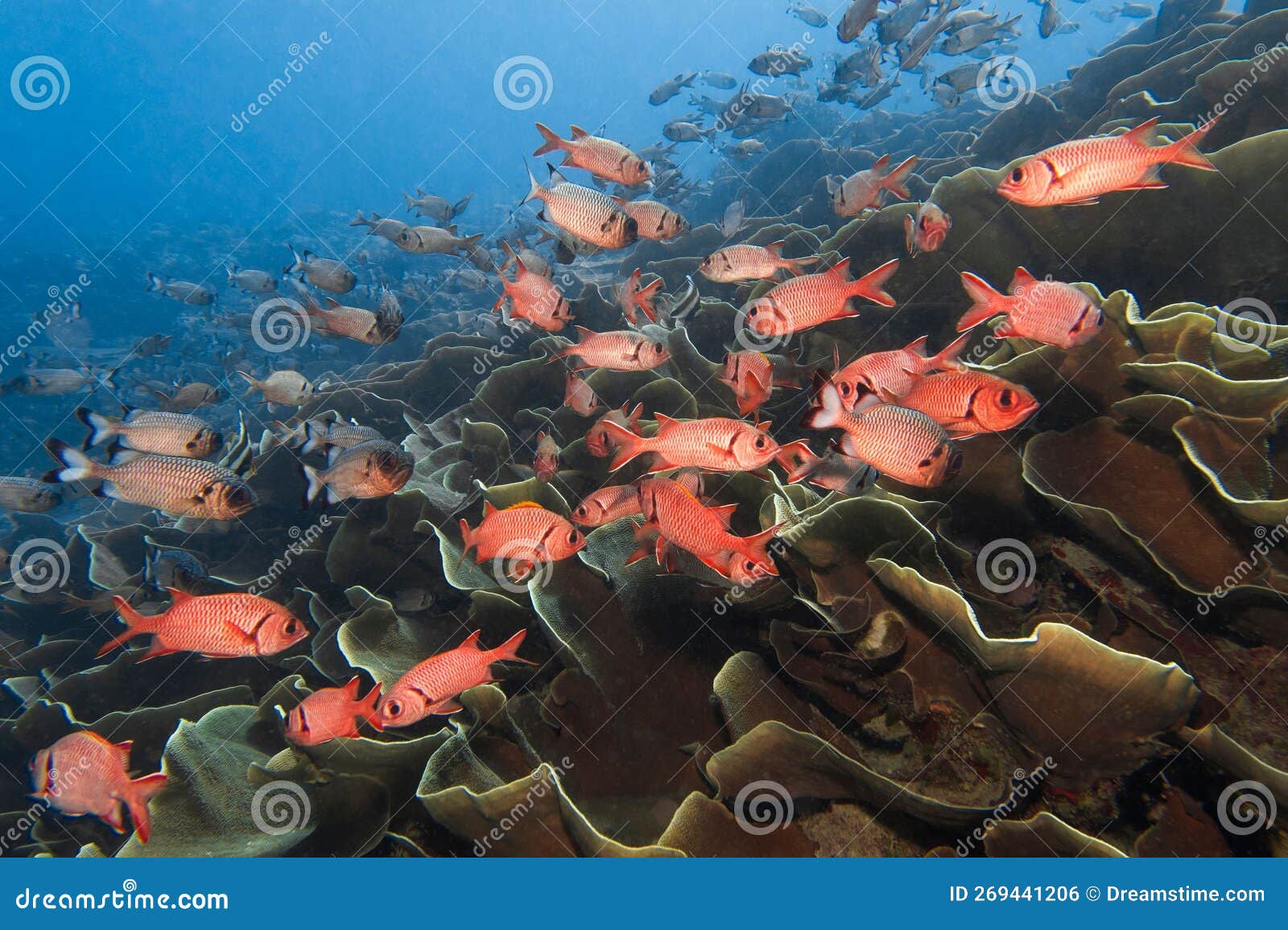 Shoal of Fish Swimming in the Ocean Stock Photo - Image of swimming ...