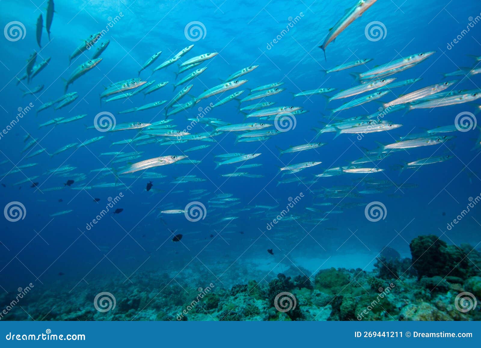 Shoal of Fish Swimming in the Ocean Stock Image - Image of tropical ...