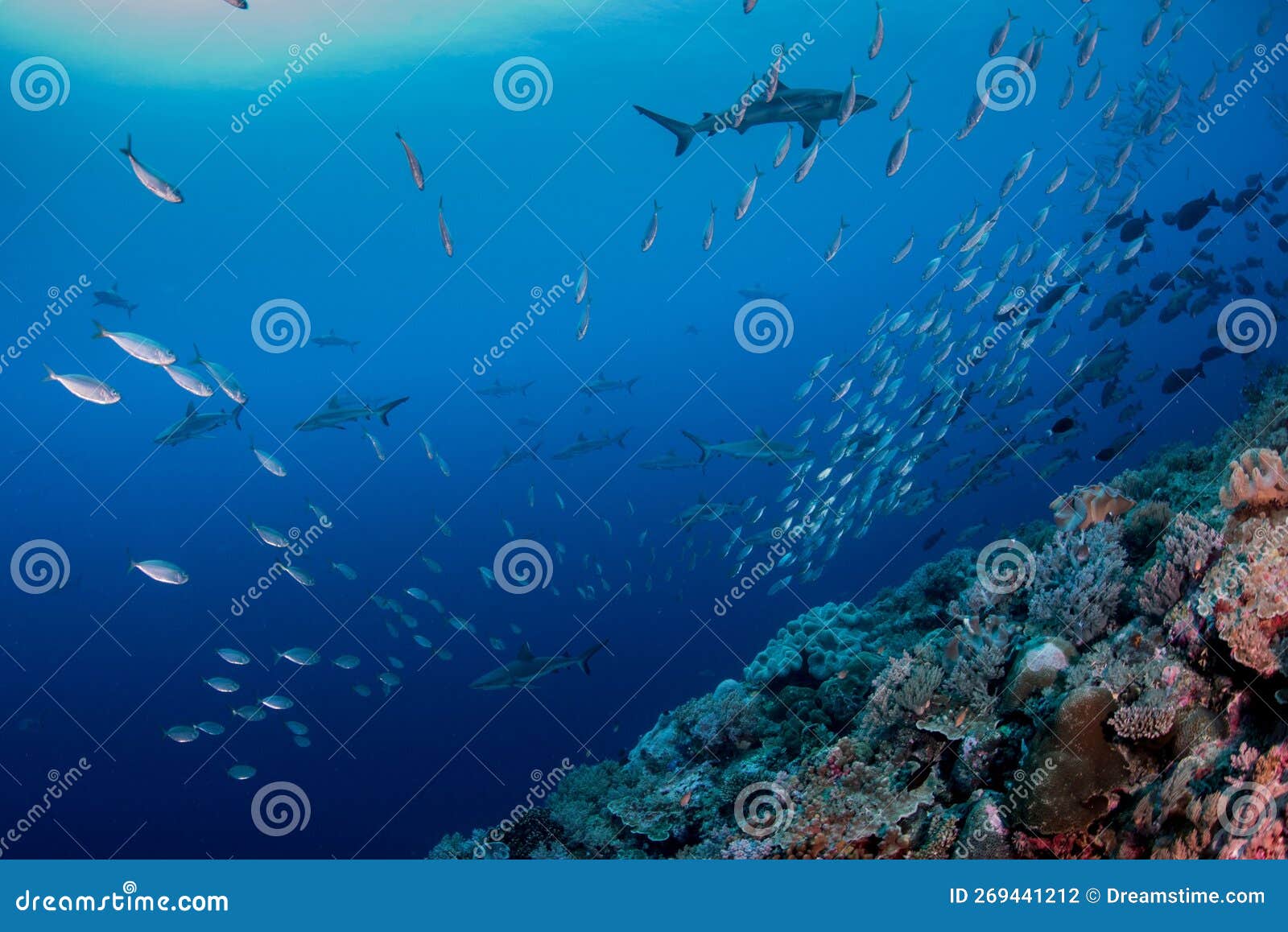 Shoal of Fish Swimming in the Ocean Stock Photo - Image of tropical ...