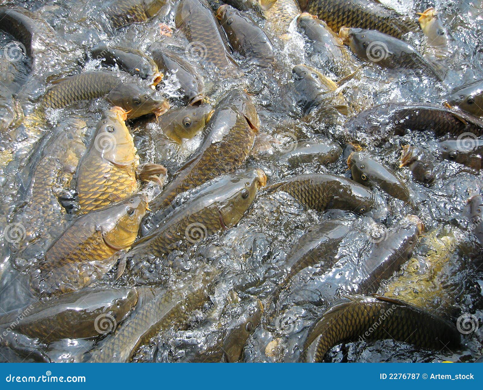 Shoal of fishes stock image. Image of lake, large, hobbies - 2276787