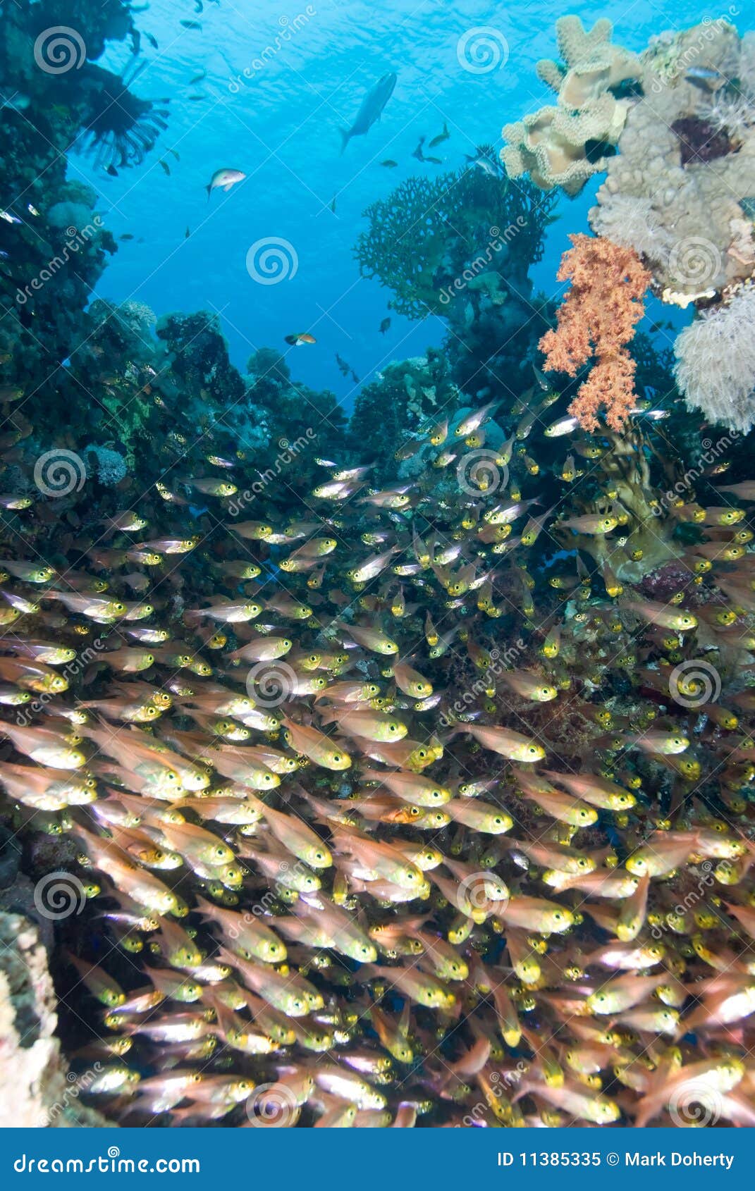 A Shoal of Glass Fish/Golden Sweeper Stock Image - Image of marine ...
