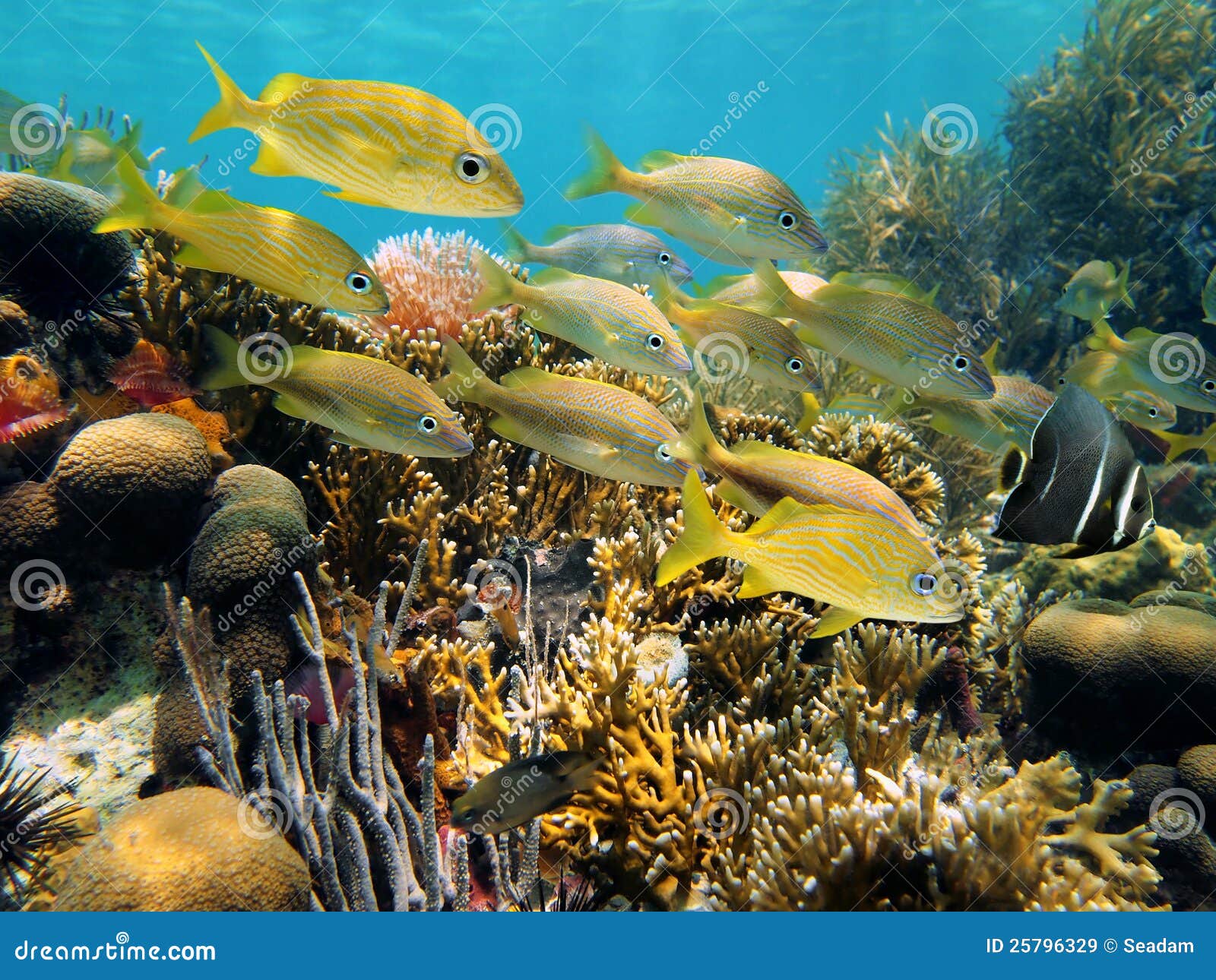 Shoal of Grunt Fish in a Reef Stock Image - Image of cancun, mayan ...