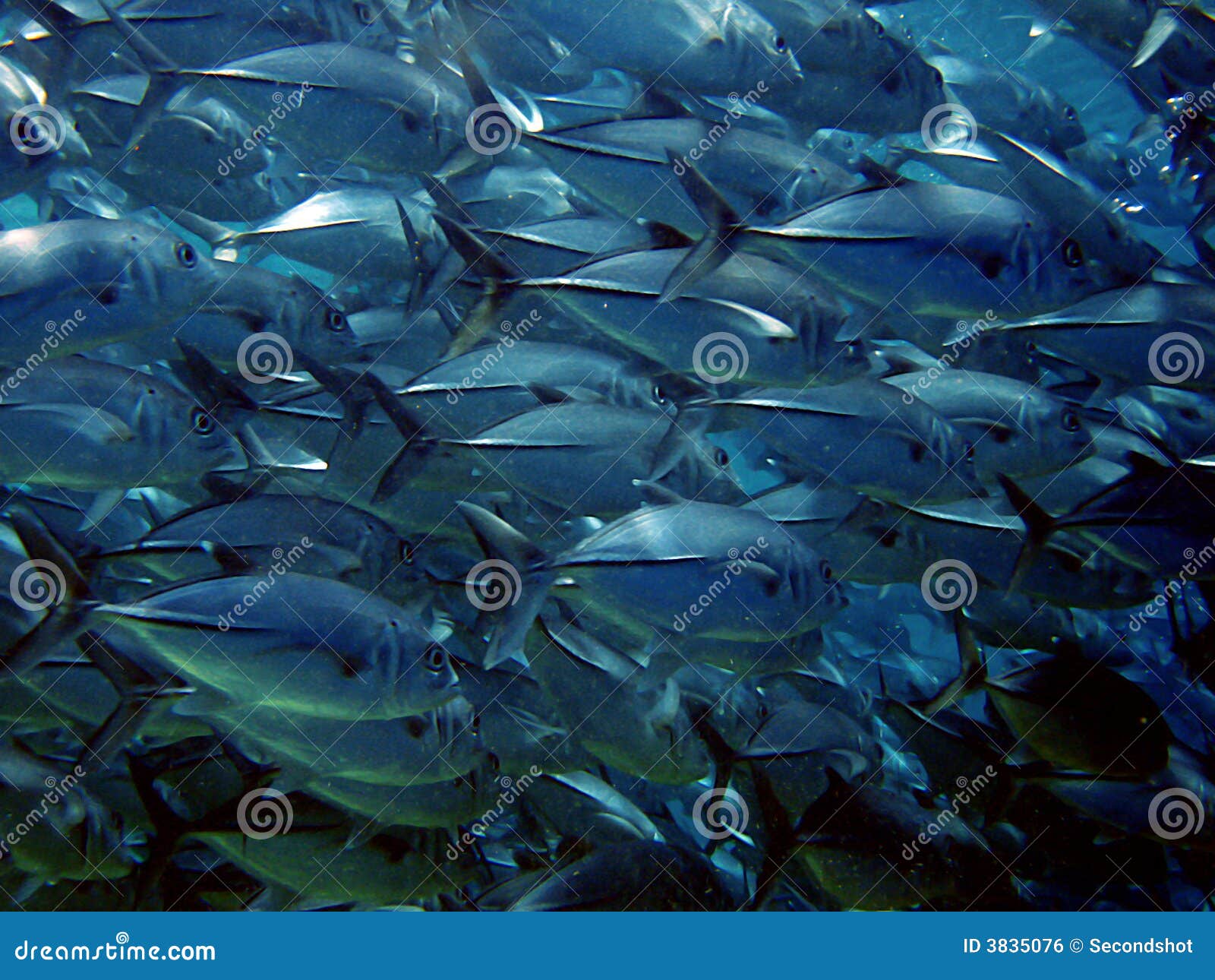 Jack Fish Royalty-Free Stock Image | CartoonDealer.com #11504488