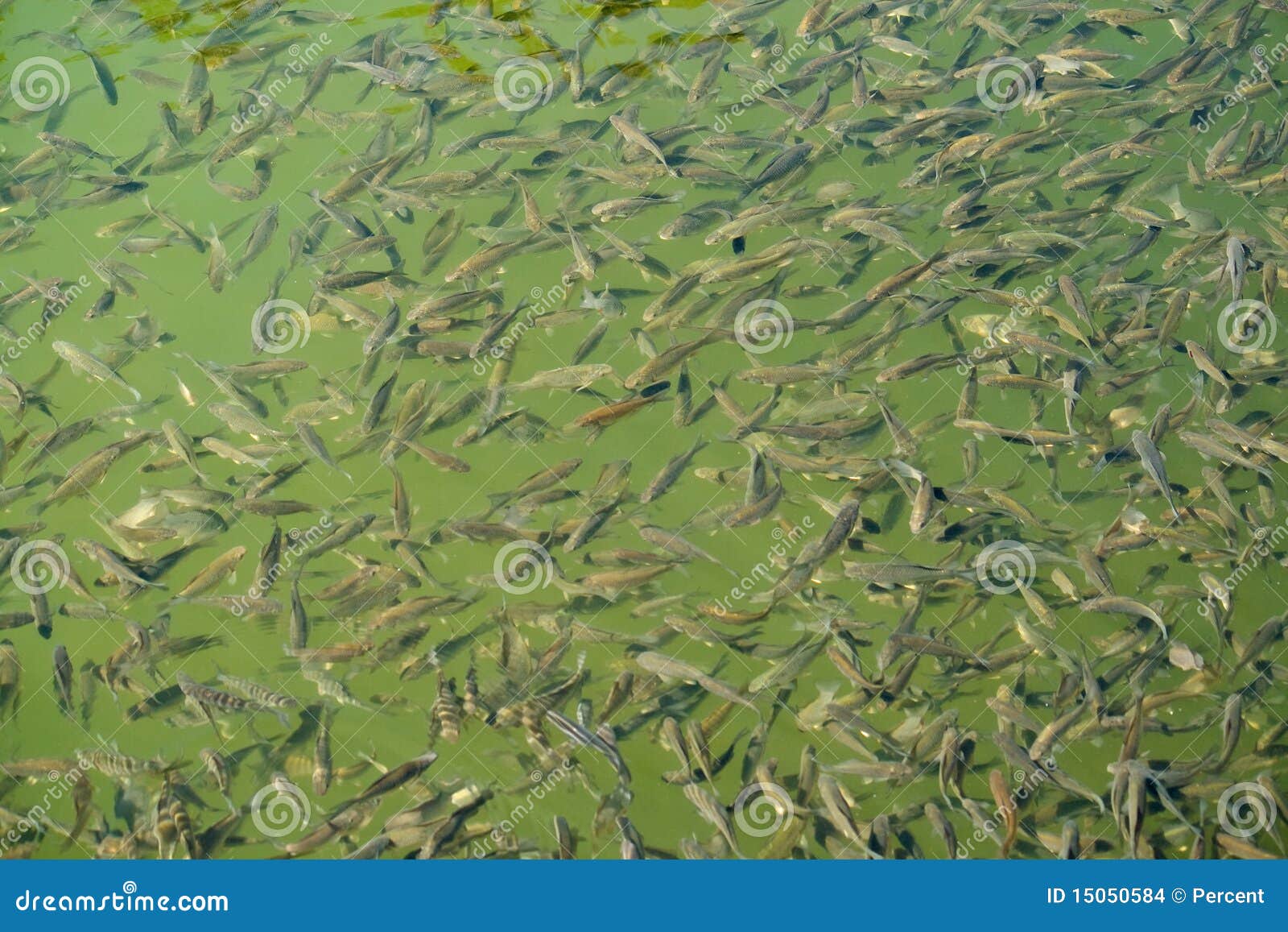 Shoal of lake fish stock photo. Image of river, vibrant - 15050584