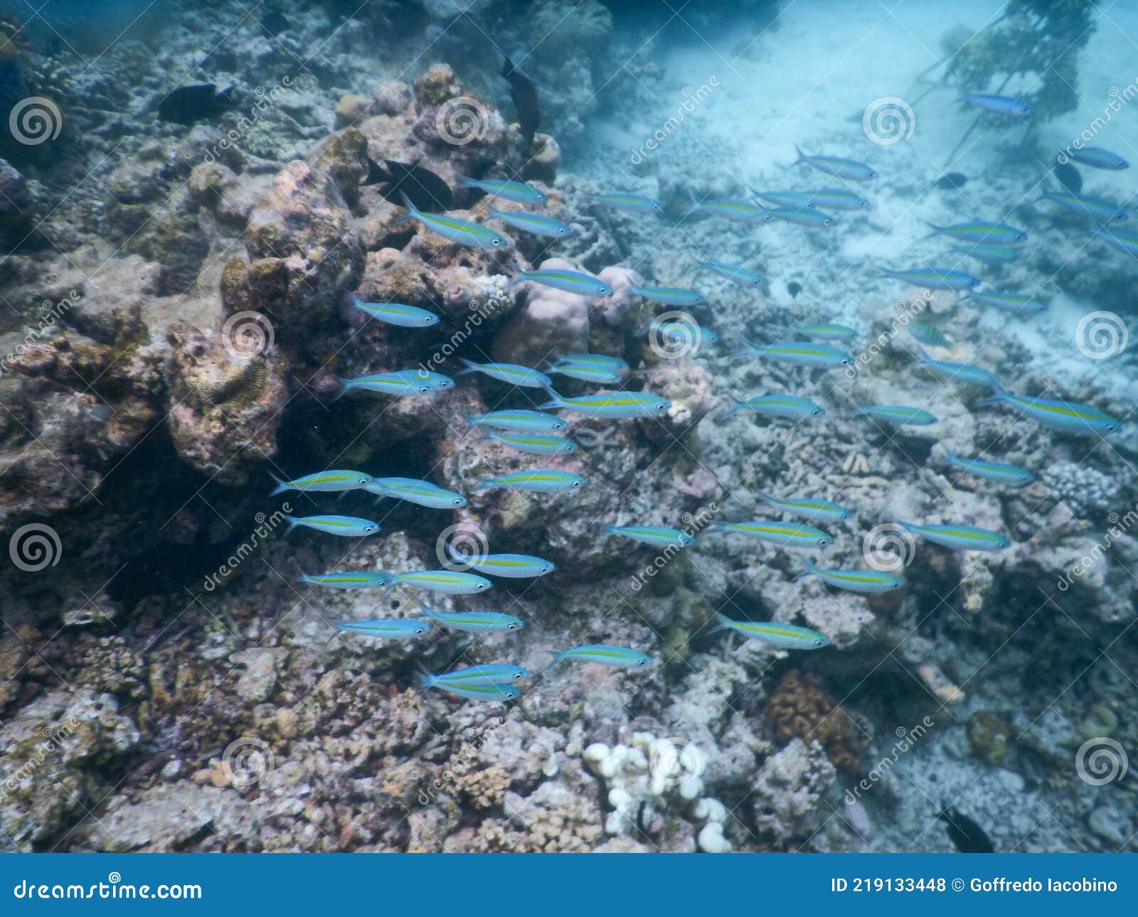 Shoal stock photo. Image of bait, tropical, school, silver - 219133448